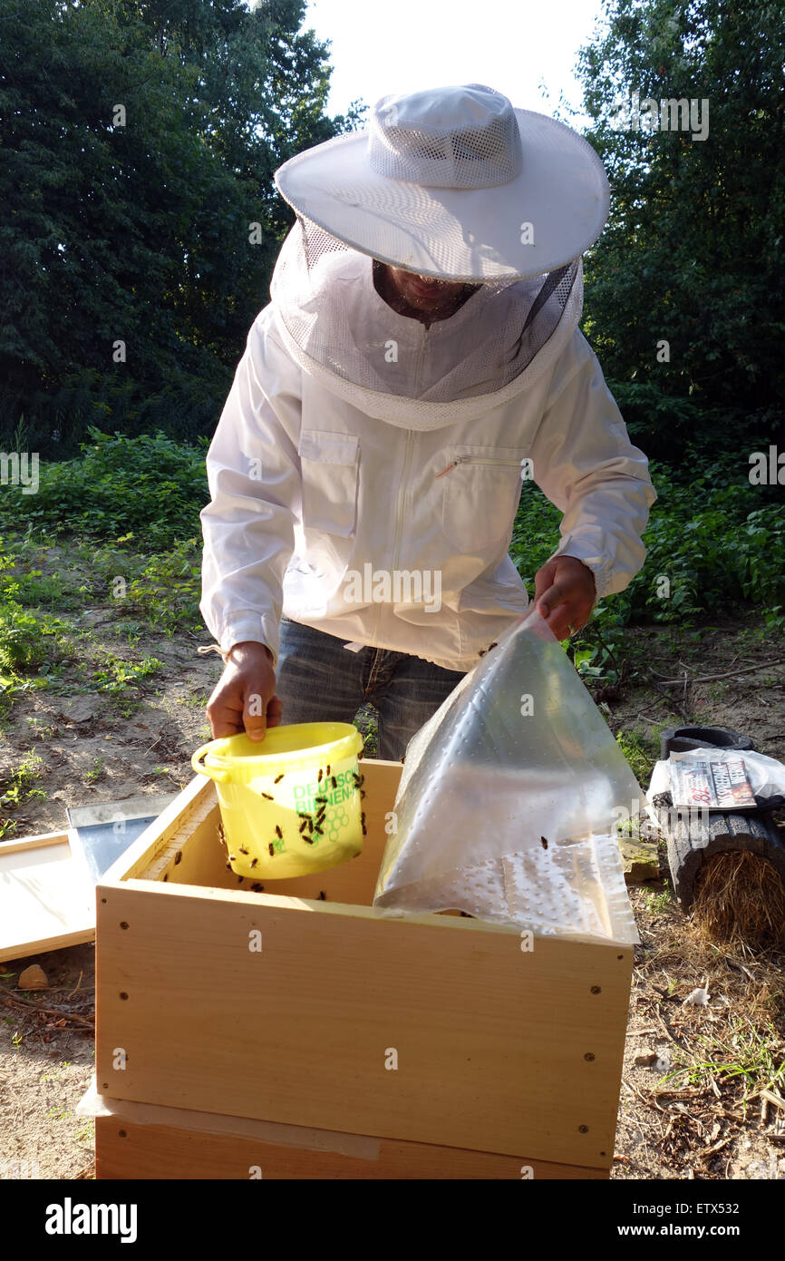 Berlin, Germany, beekeeper at work on a bee colony Stock Photo - Alamy