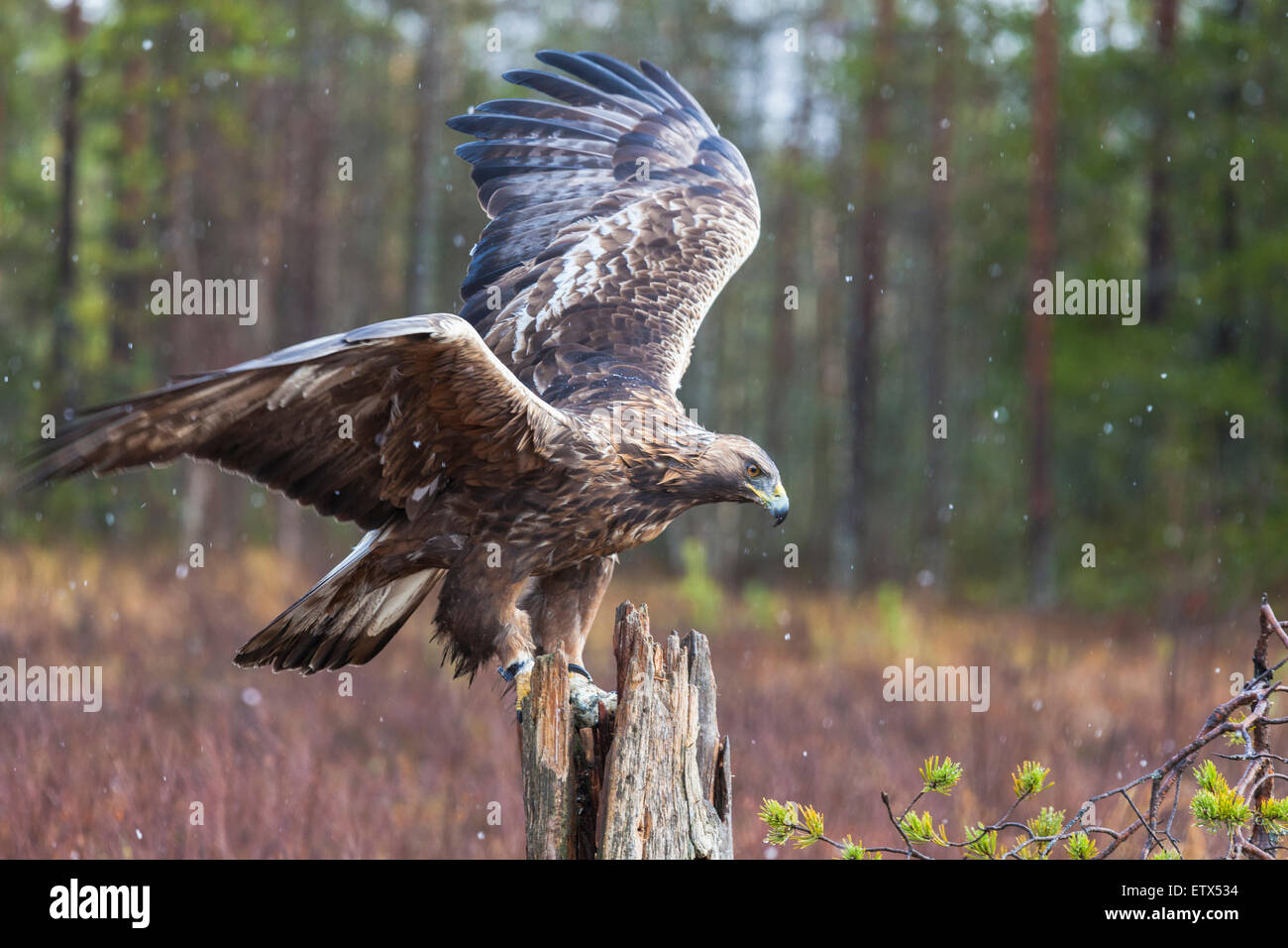 Golden eagle sitting on a trunk and flapping his wings in sweden ...