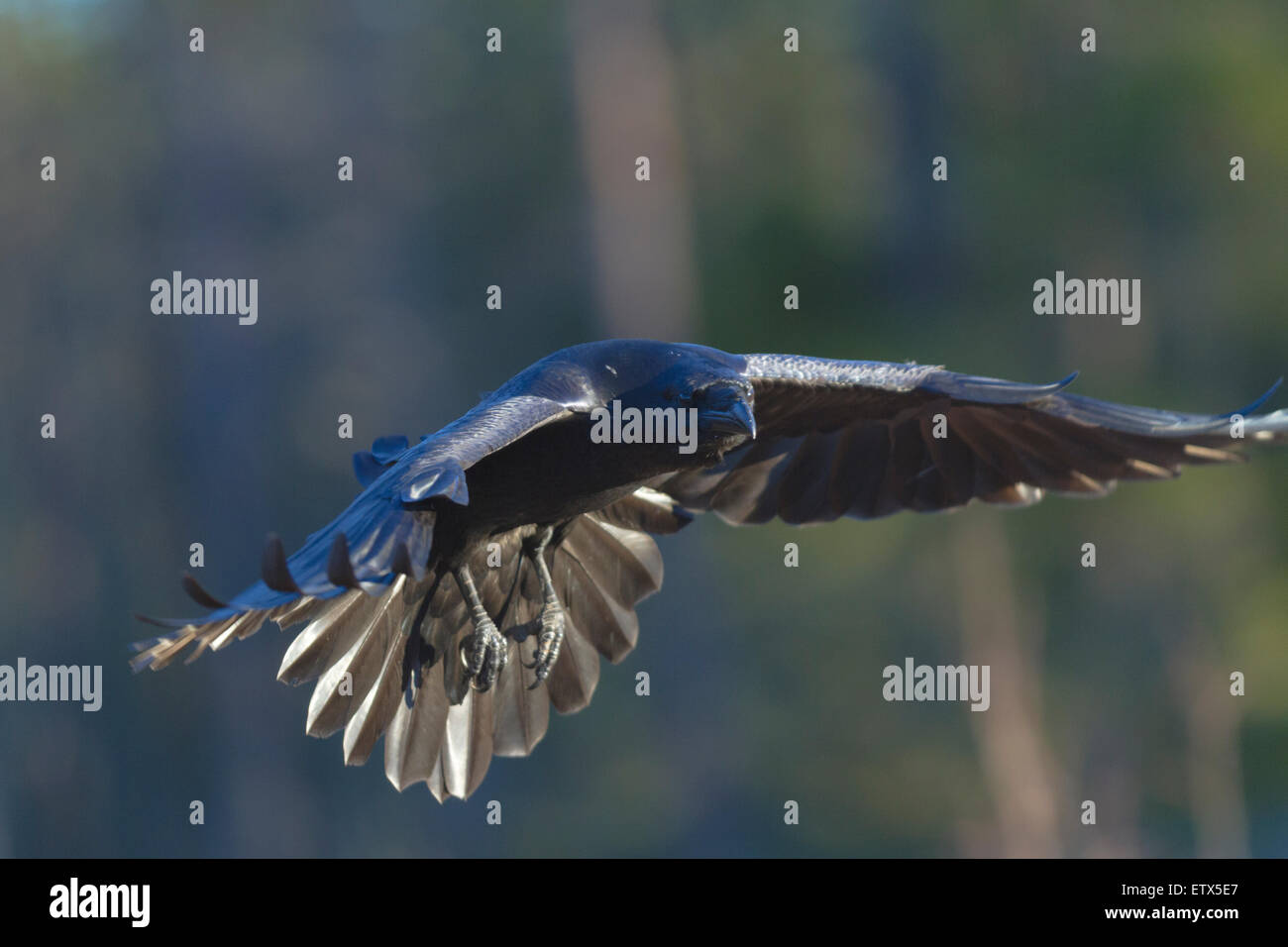 Raven flying hi-res stock photography and images - Alamy