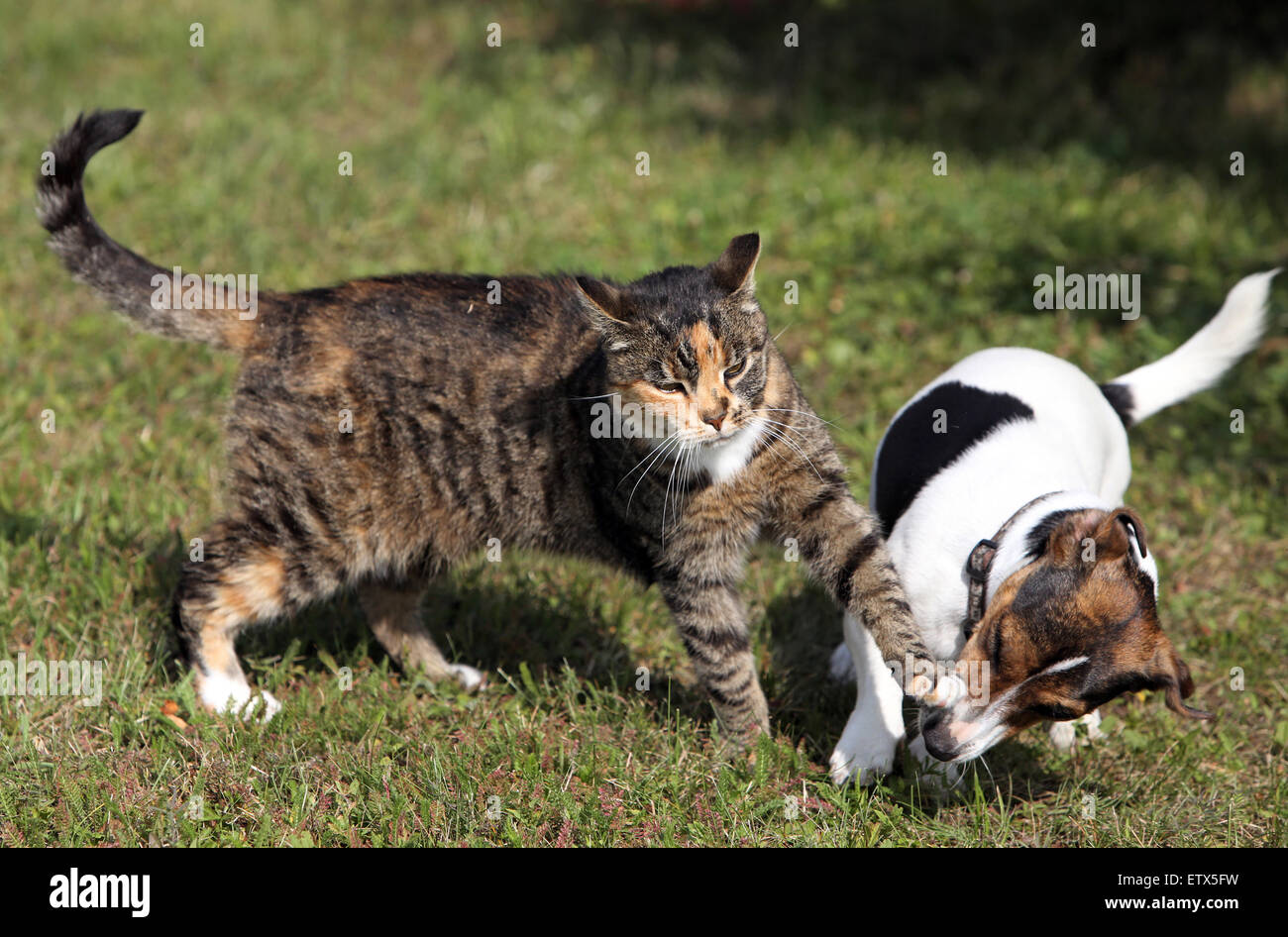 Görlsdorf, Germany, Domestic Cat is a Jack Russell Terrier a paw swipe ...