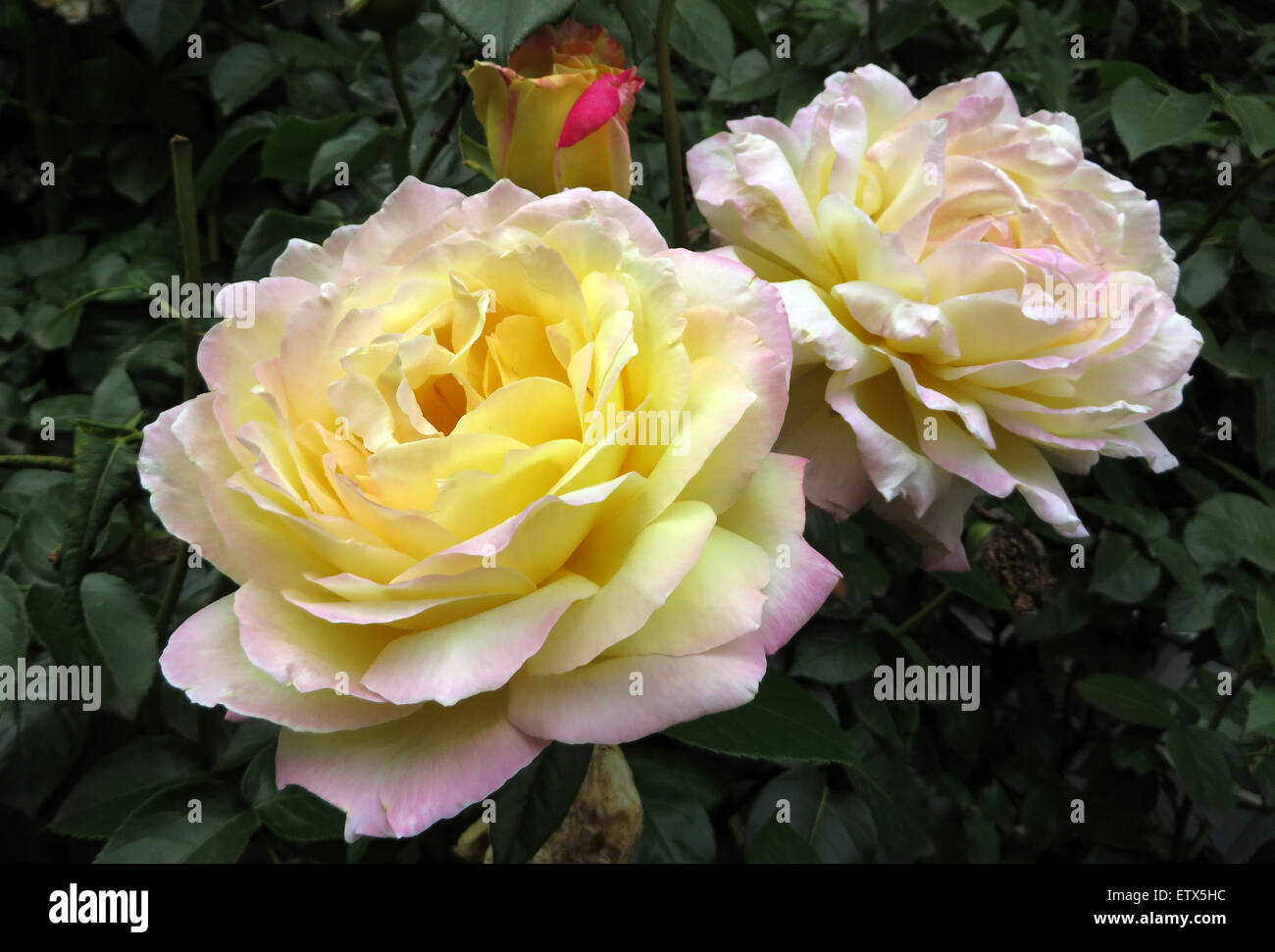 Glorious roses hi-res stock photography and images - Alamy