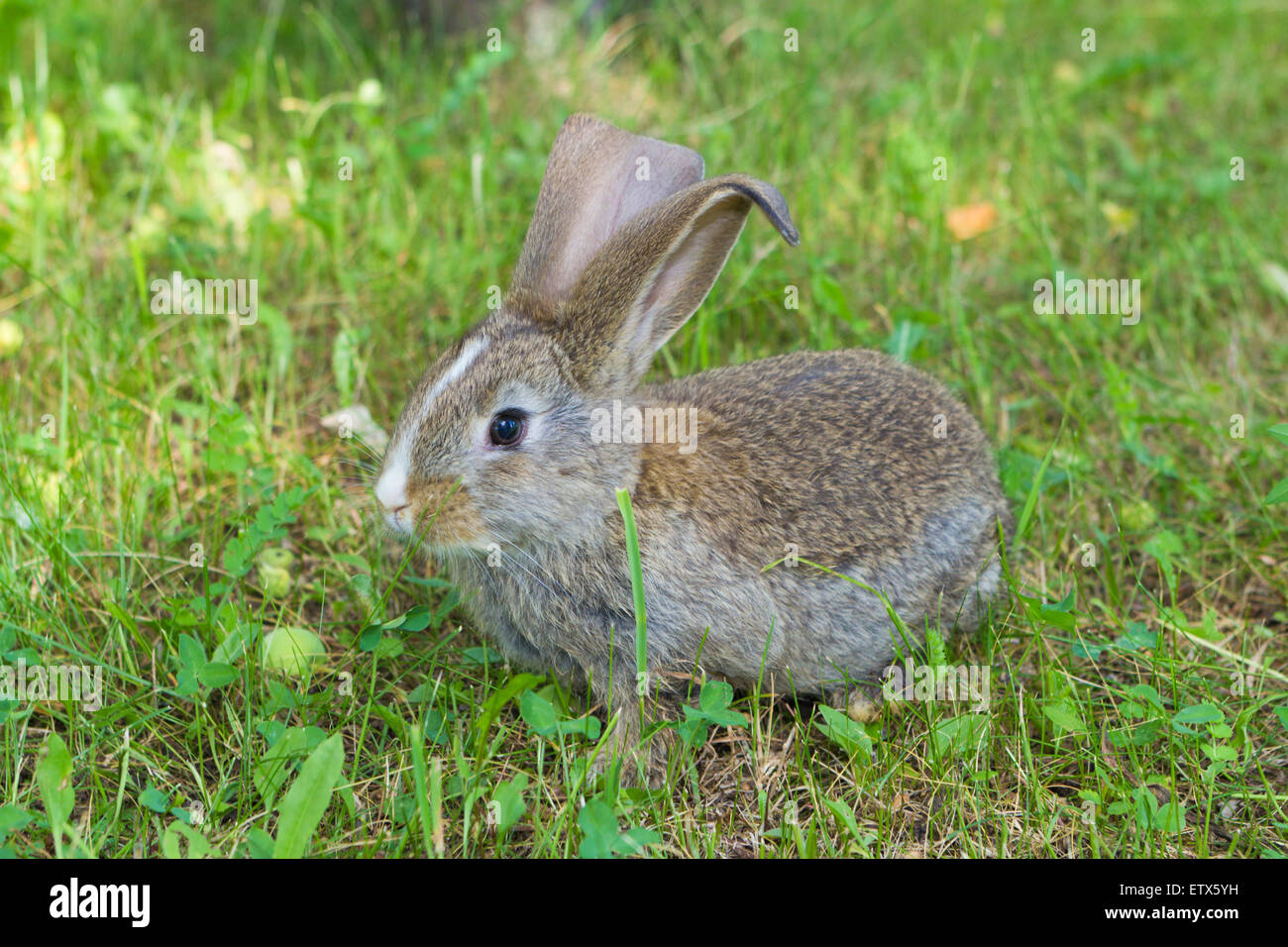 Rabbit grazing in green grass and thistles Stock Photo - Alamy