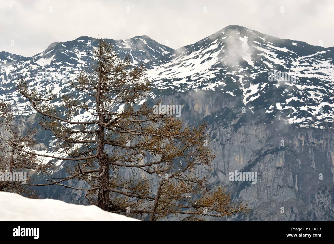 Tree view hi-res stock photography and images - Alamy