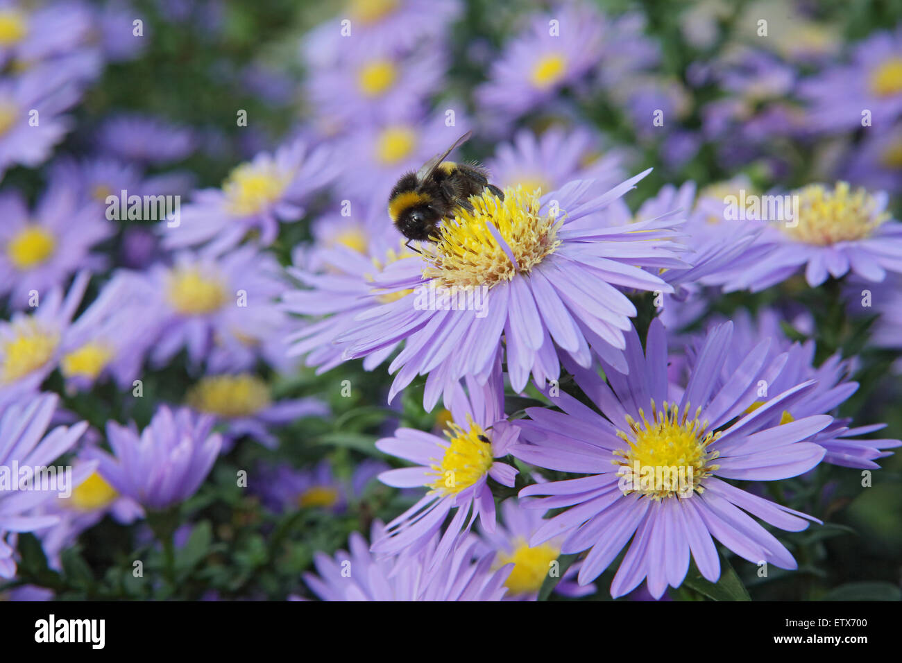 Briescht, Germany, bumblebee sitting on a purple Herbstaster Stock ...