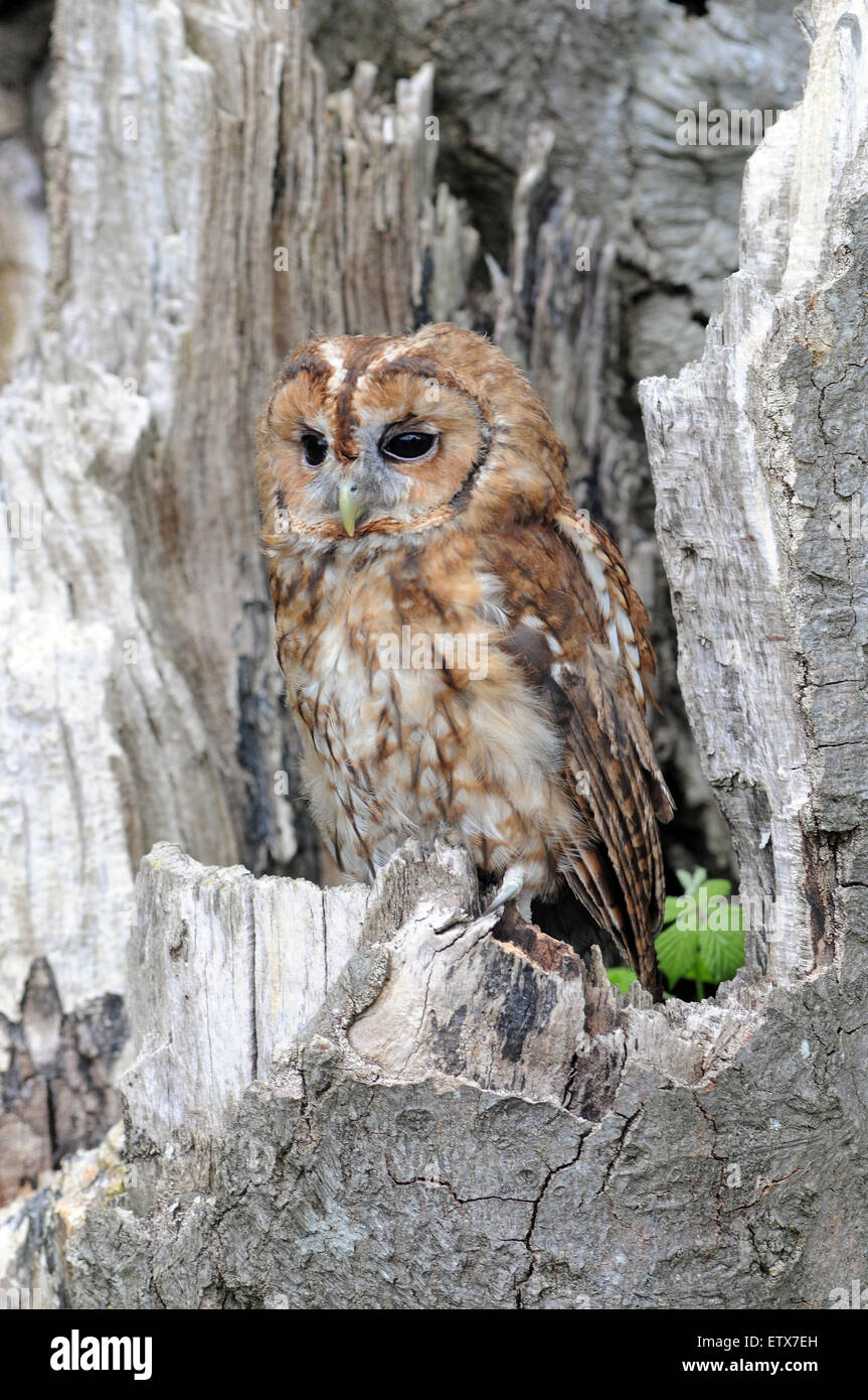 A Tawny owl in the New Forest, Hampshire Stock Photo - Alamy