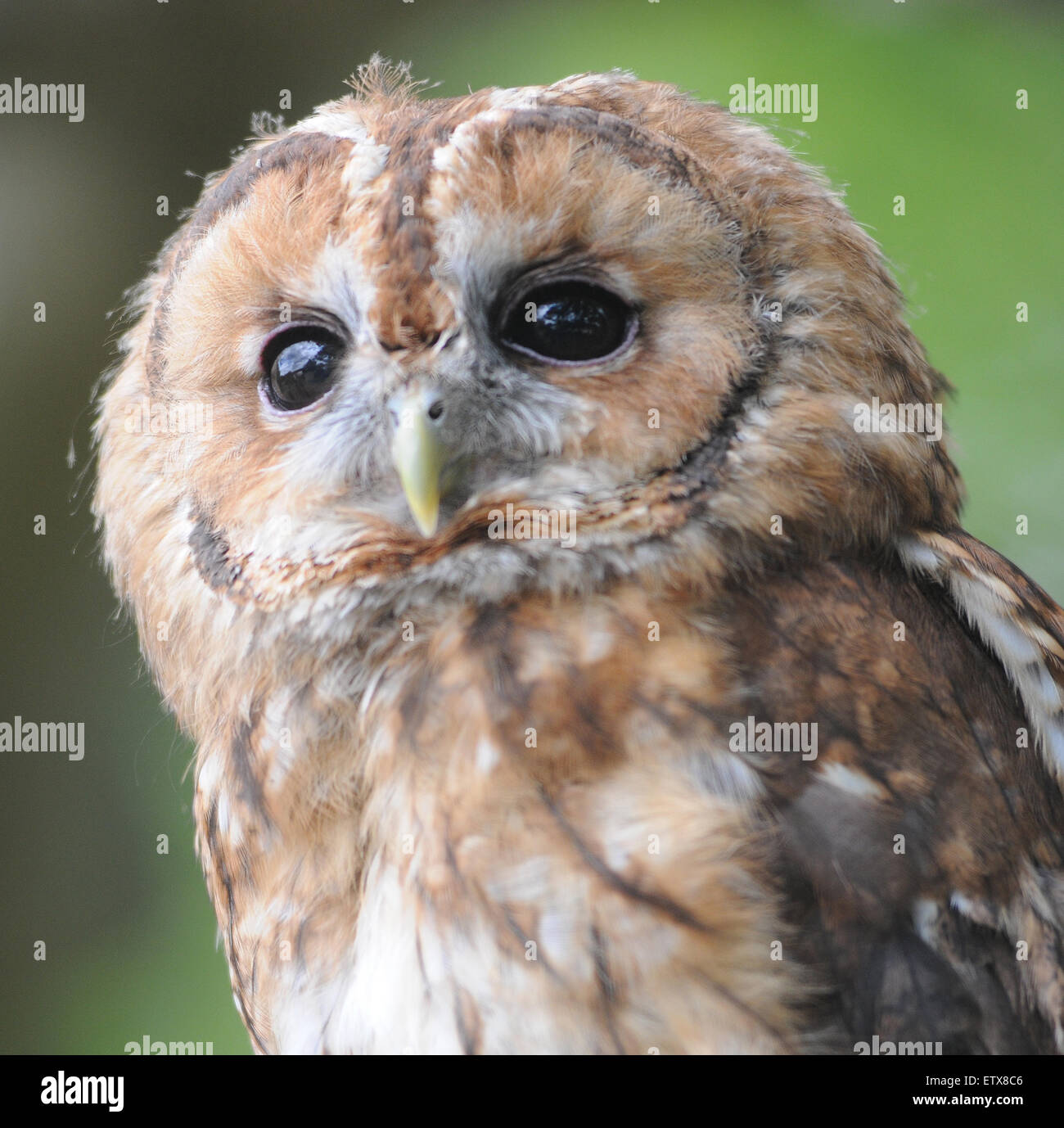 A Tawny owl in the New Forest, Hampshire Stock Photo - Alamy