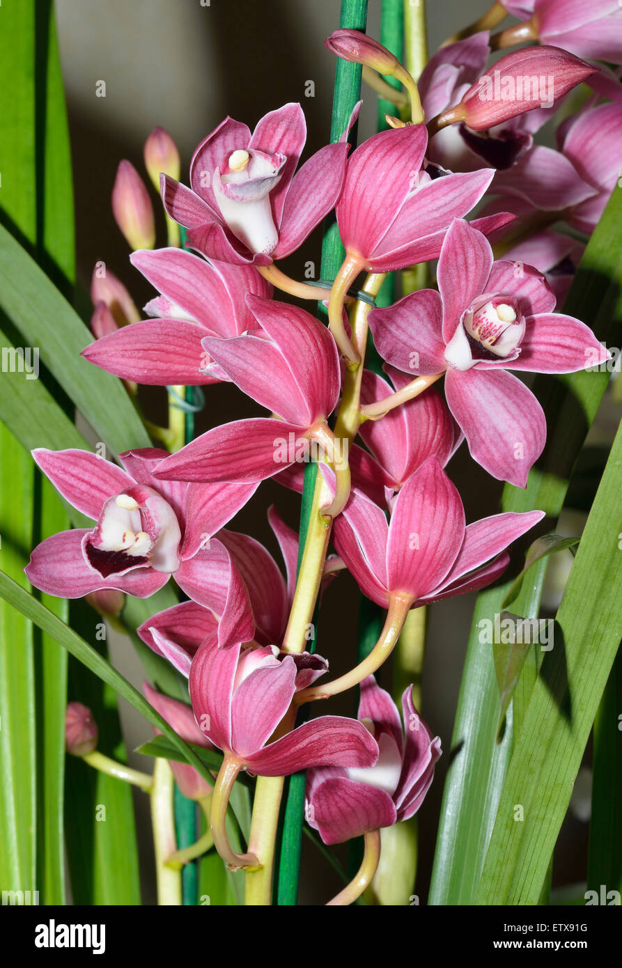 Red Cymbidium Hybrid Orchid at flower show Stock Photo - Alamy