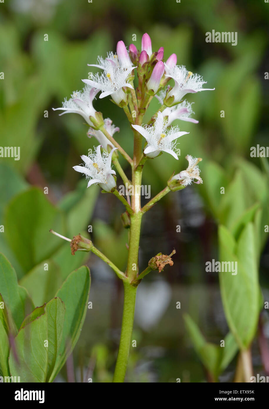 Bogbean - Menyanthes trifoliata Aquatic lake plant Stock Photo - Alamy