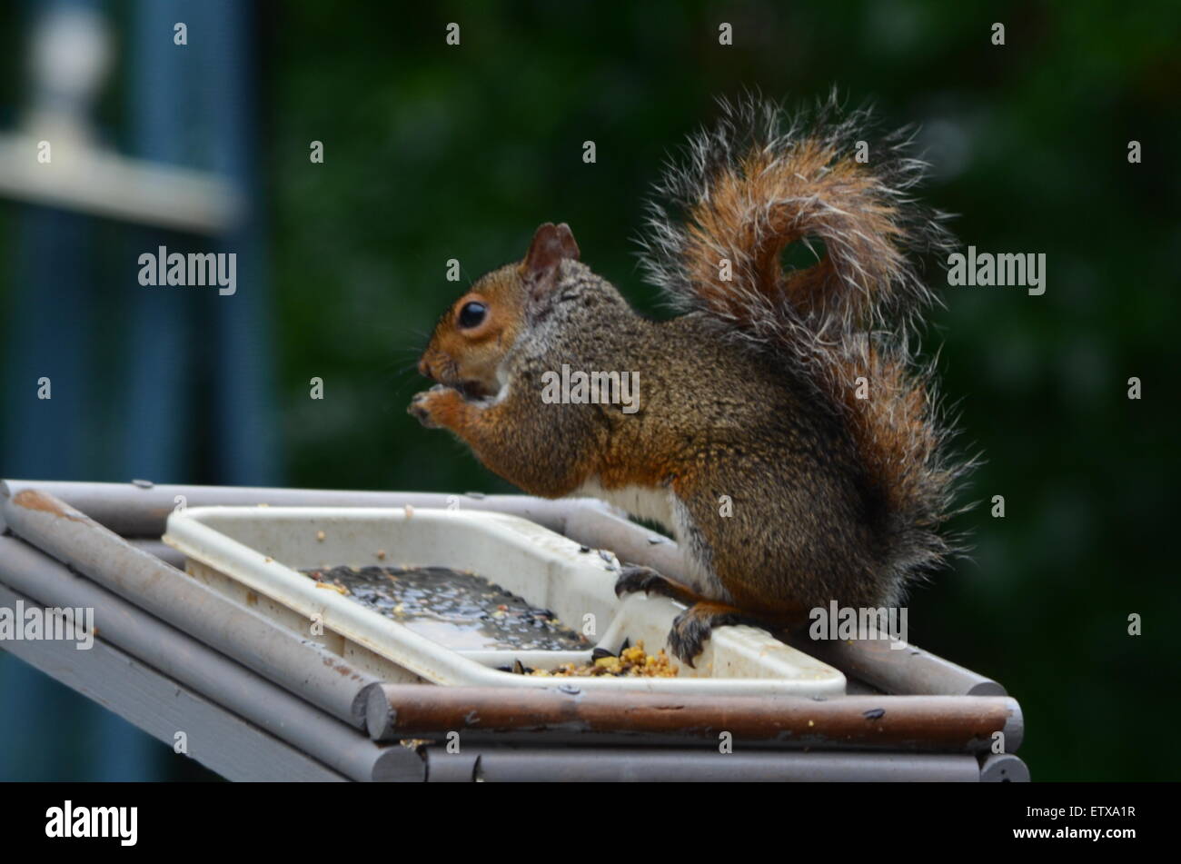 Gray squirrel feeding Stock Photo - Alamy