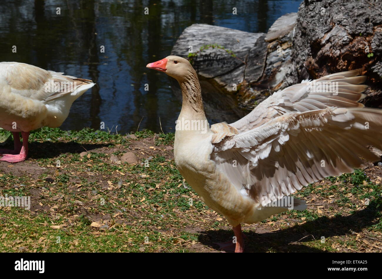 American buff goose hi-res stock photography and images - Alamy