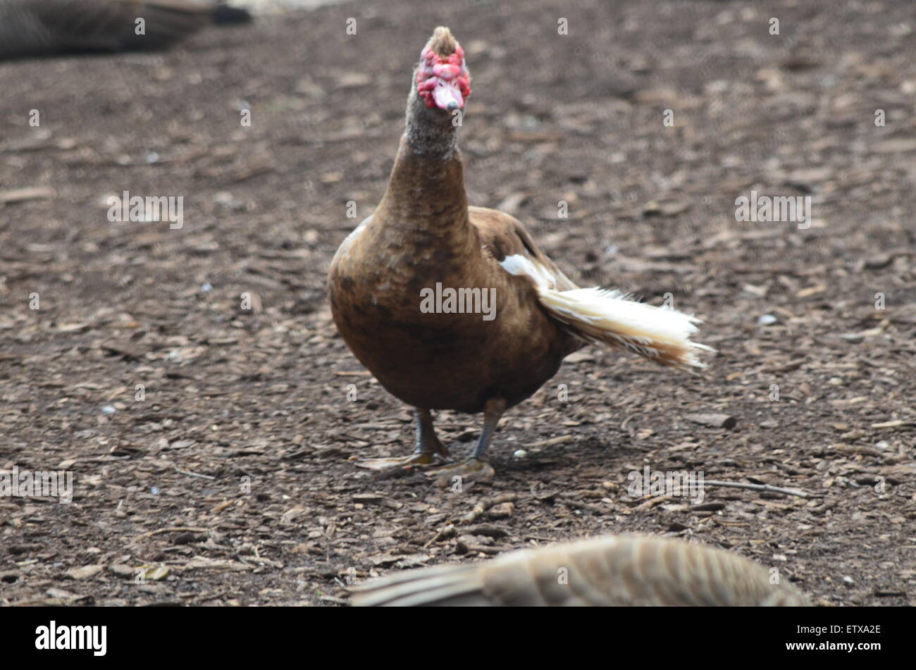 Goose with a broken wing Stock Photo - Alamy