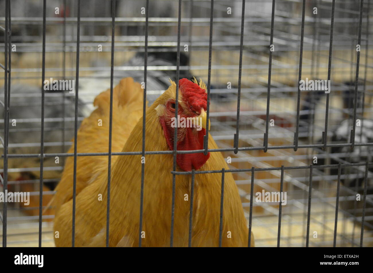 Chicken on display at a poultry show Stock Photo - Alamy