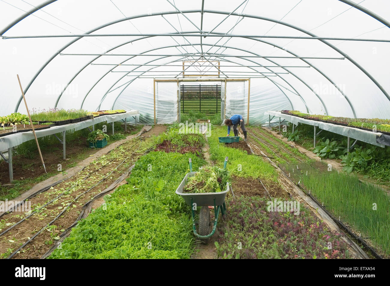 Growing vegetables in a polytunnel on an organic smallholding, Ross ...