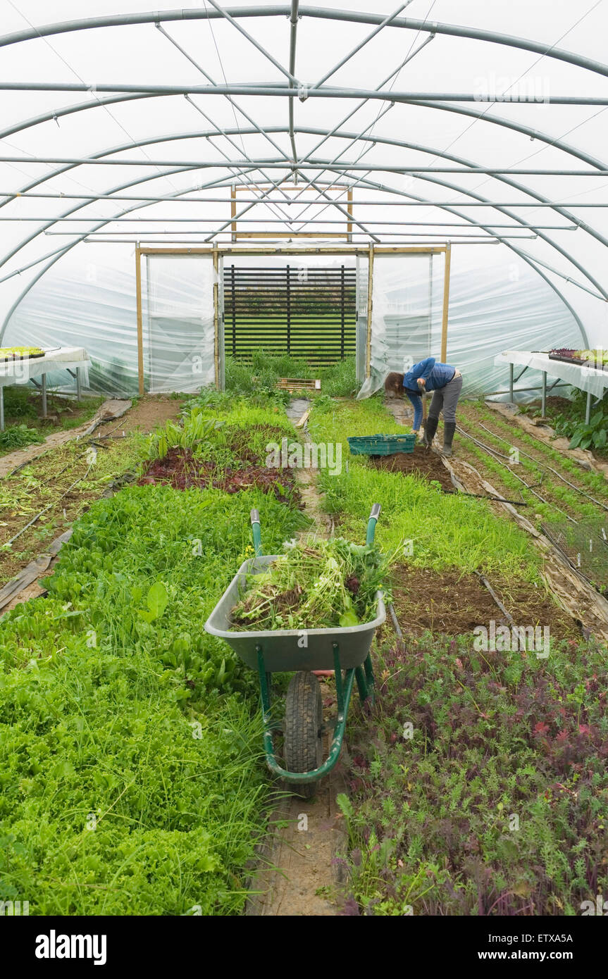 Growing vegetables in a polytunnel on an organic smallholding, Ross ...