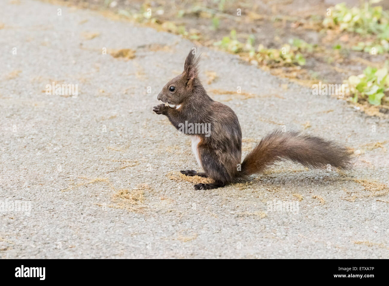 Park Squirrel Closeup Stock Photo - Alamy