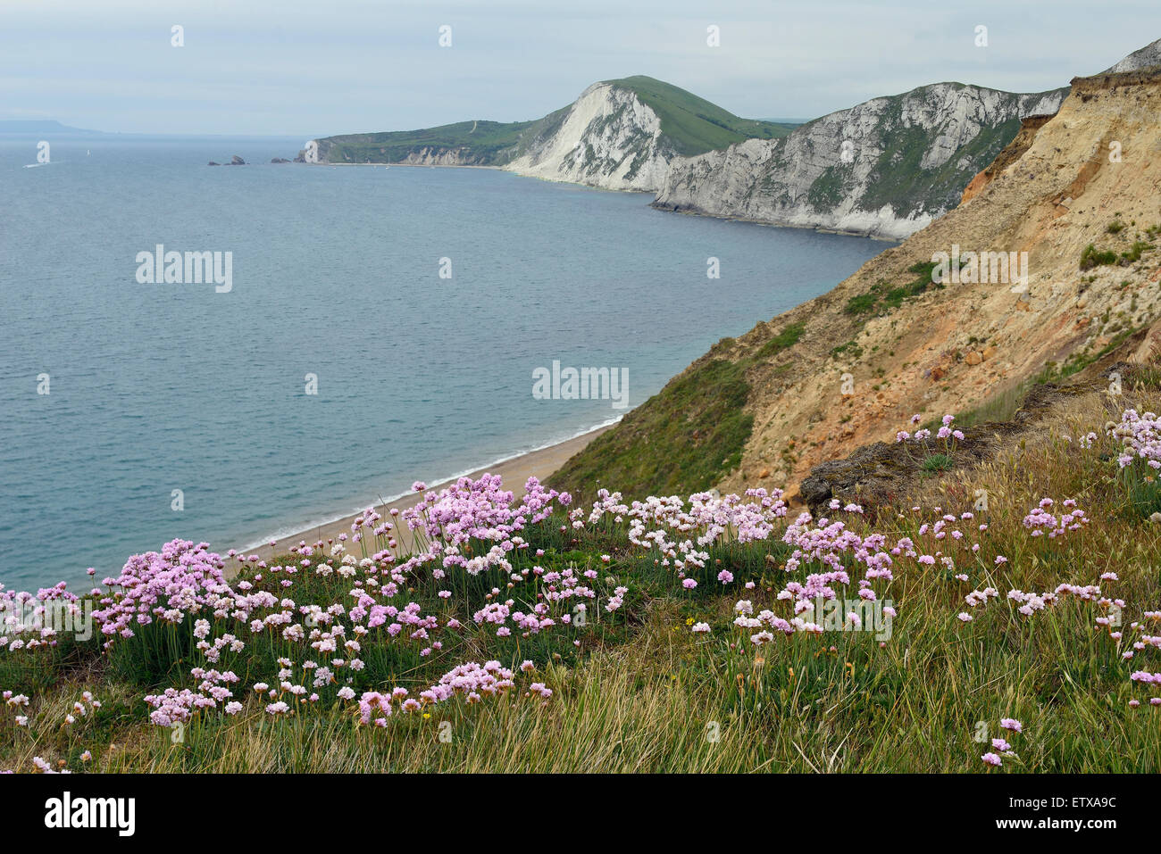 Bindon cliffs hi-res stock photography and images - Alamy