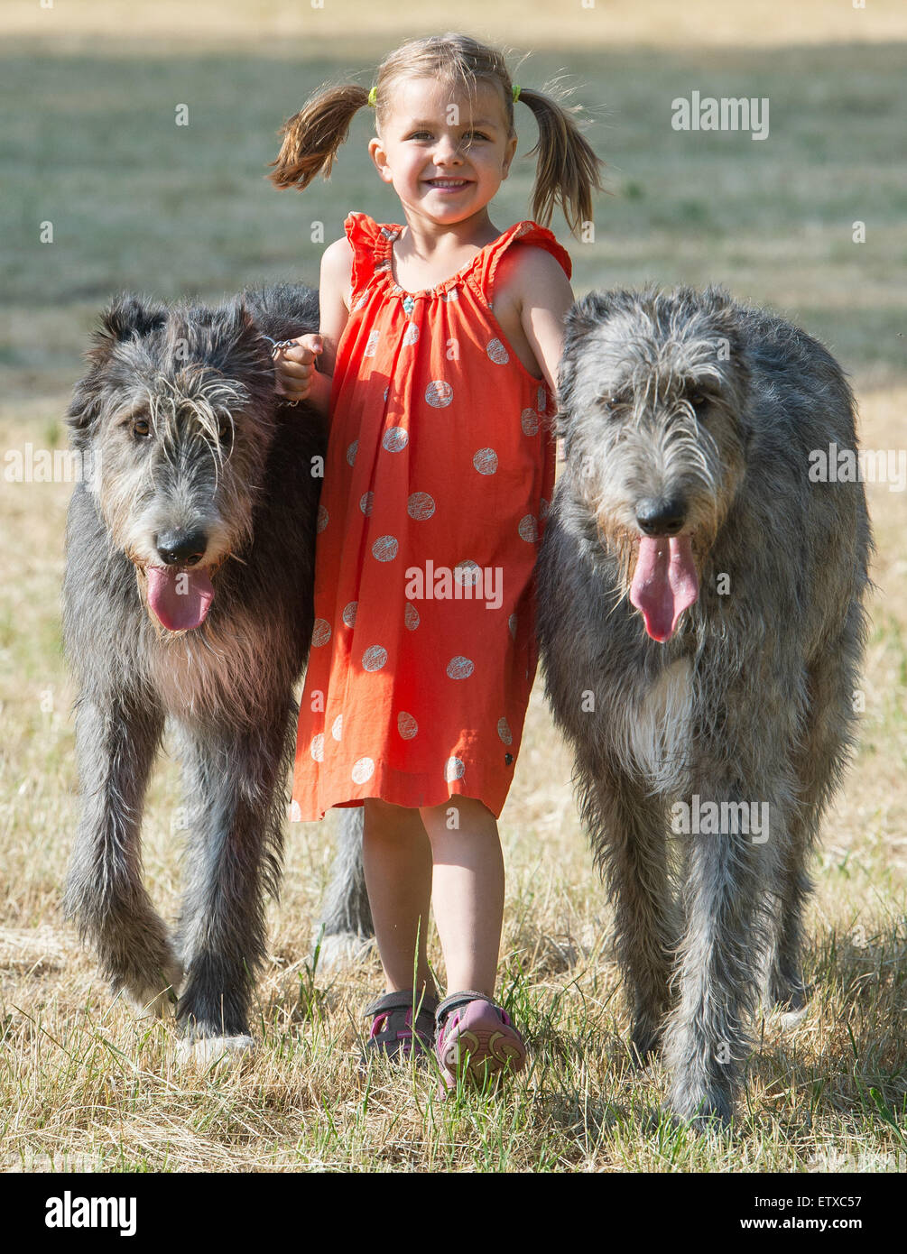 Is The Irish Wolfhound The Tallest Breed Of Dog