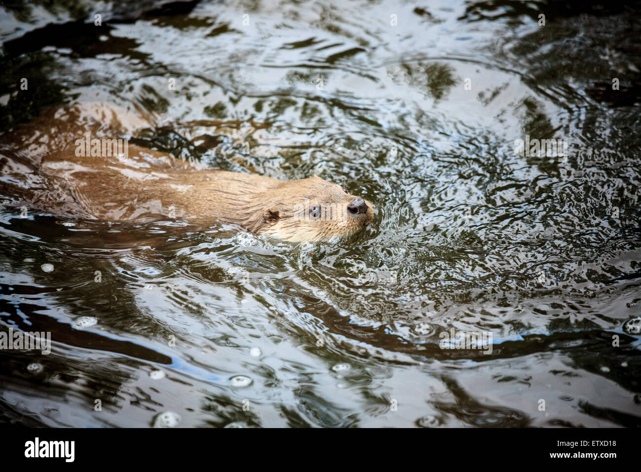 Beaver animal adult hi-res stock photography and images - Alamy
