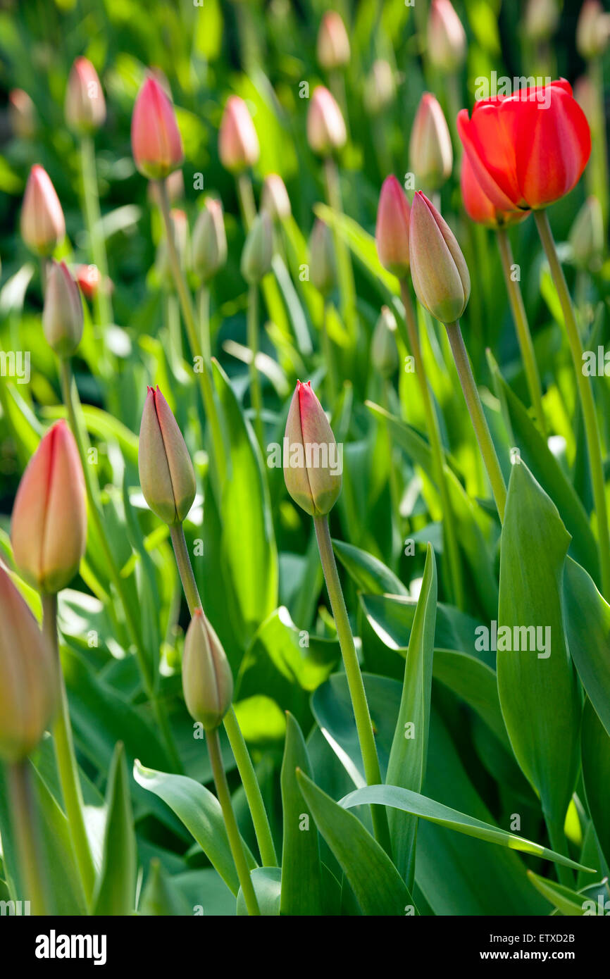 Dark coloured tulips hi-res stock photography and images - Alamy