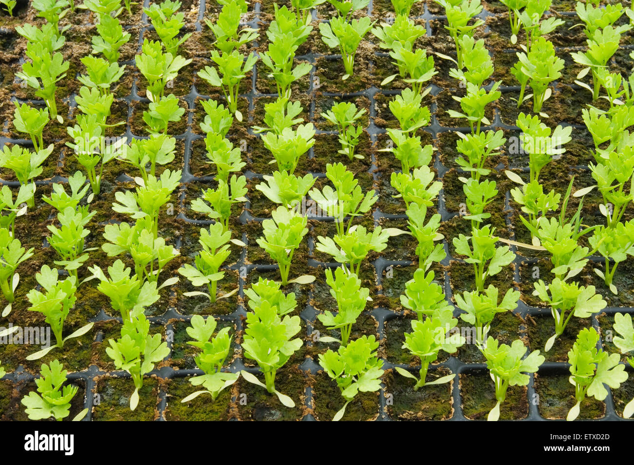 Parsley seedlings in a tray Stock Photo - Alamy