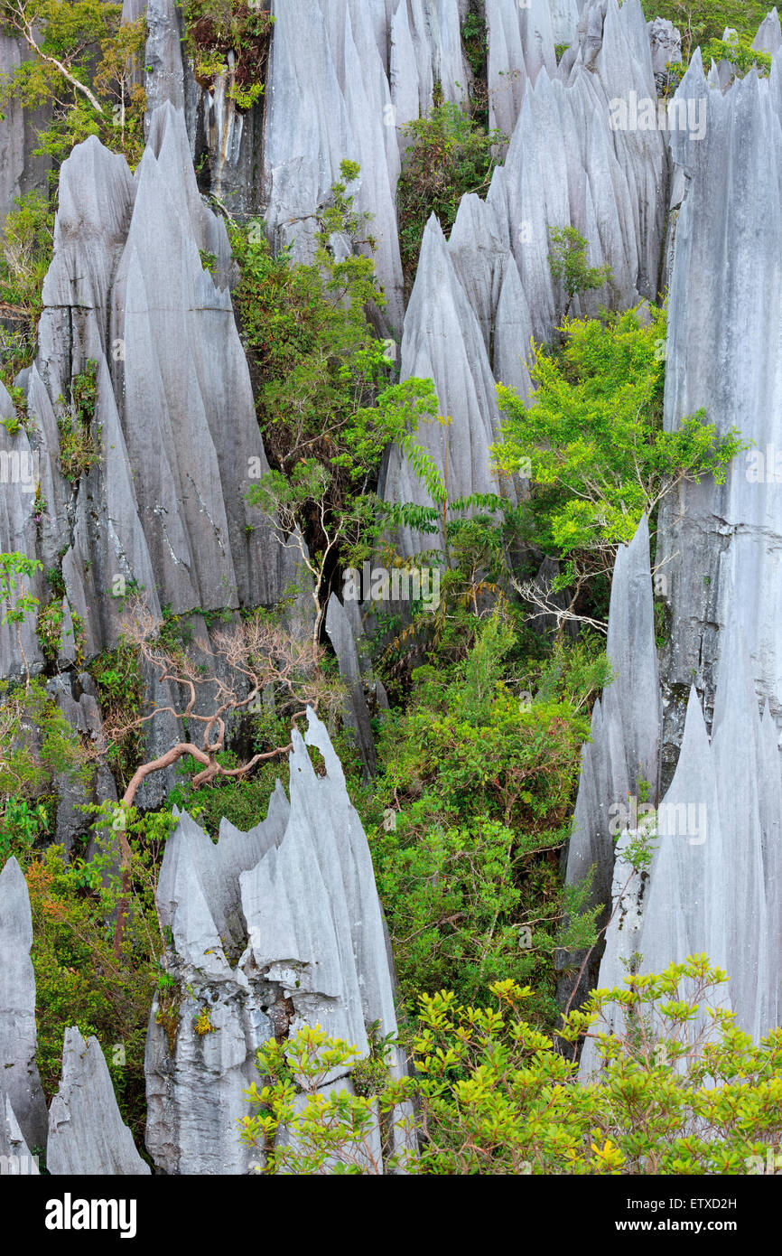 Limestone pinnacles at gunung mulu national park Stock Photo - Alamy