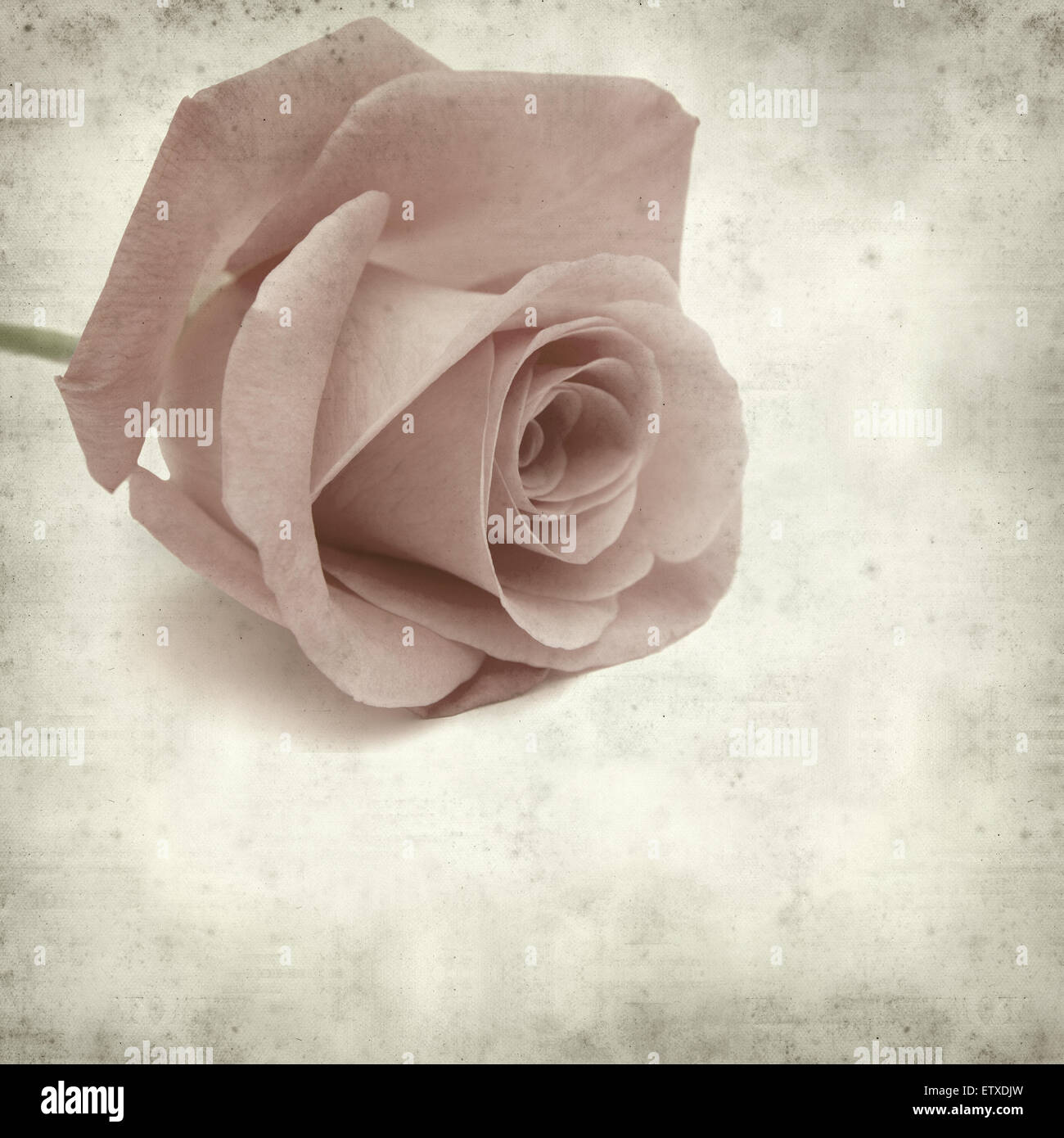 textured old paper background with pale pink rose Stock Photo - Alamy
