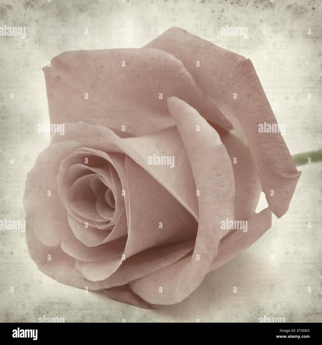 textured old paper background with pale pink rose Stock Photo - Alamy