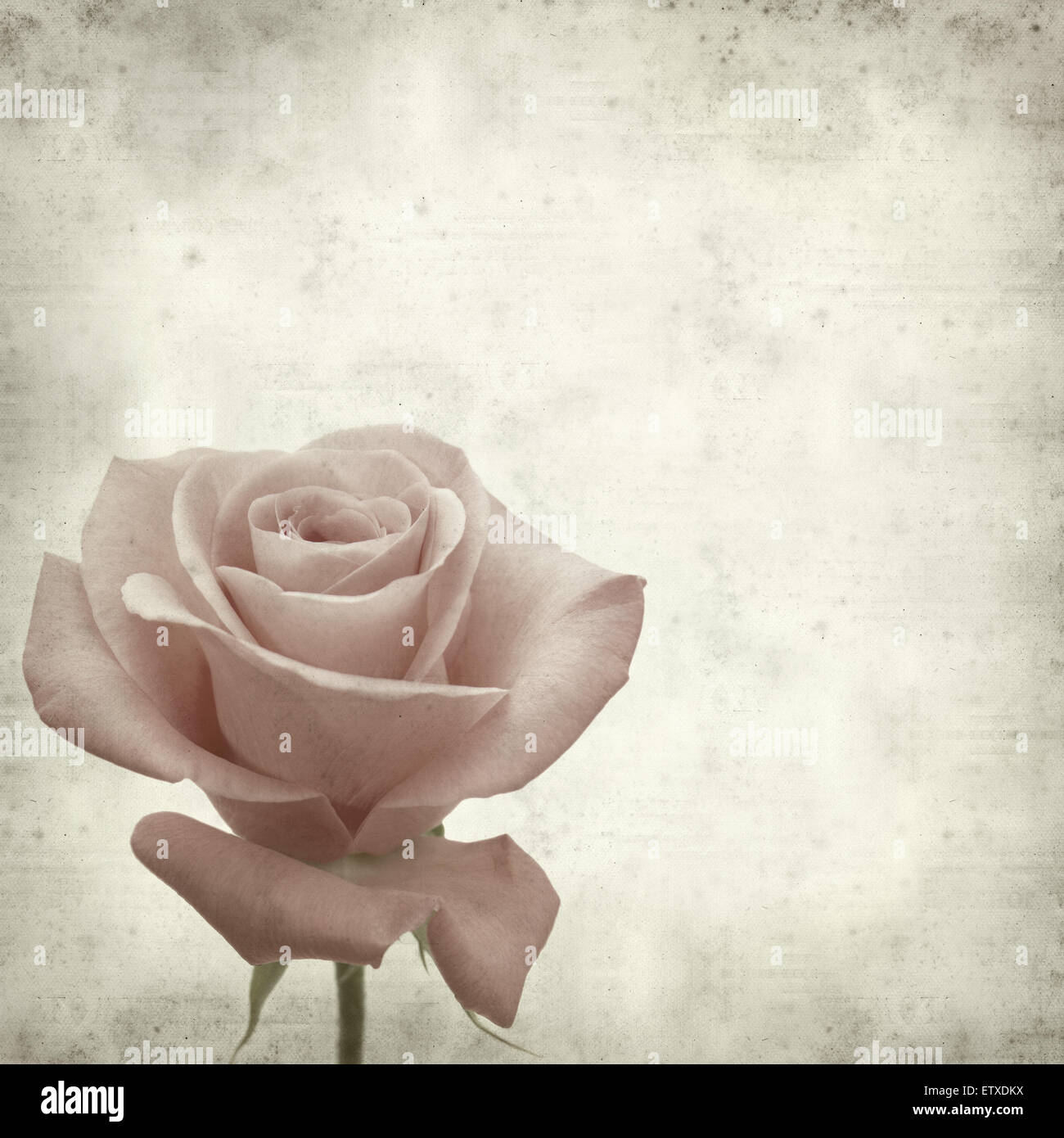 textured old paper background with pale pink rose Stock Photo - Alamy