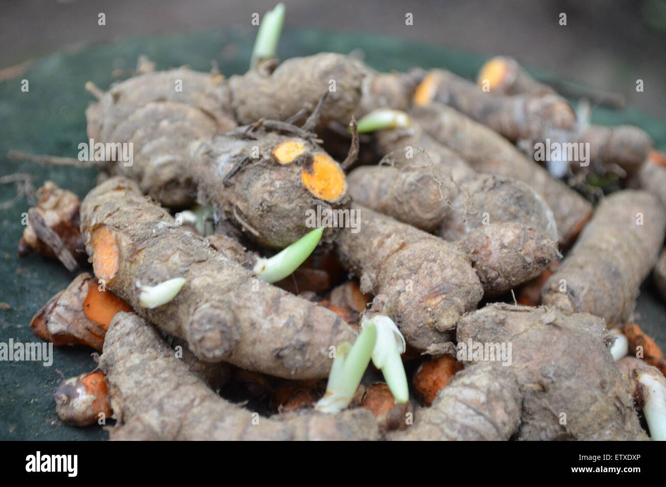 Closeup turmeric hi-res stock photography and images - Alamy