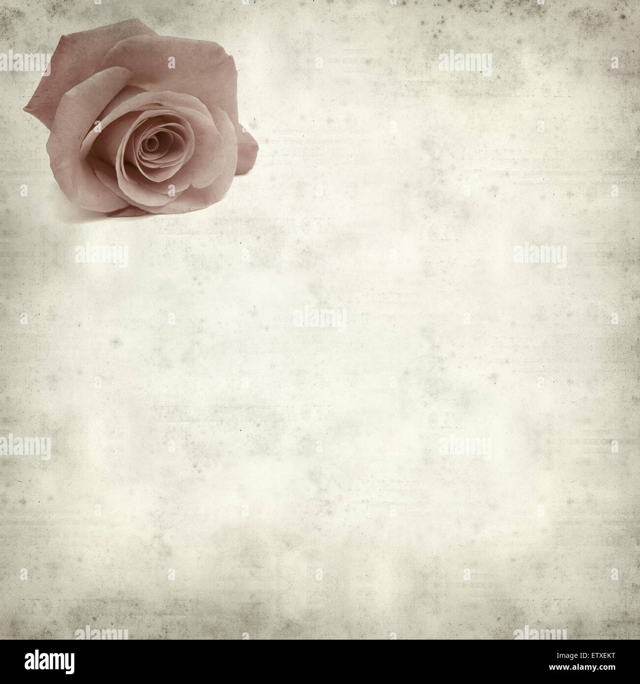 textured old paper background with pale pink rose Stock Photo - Alamy