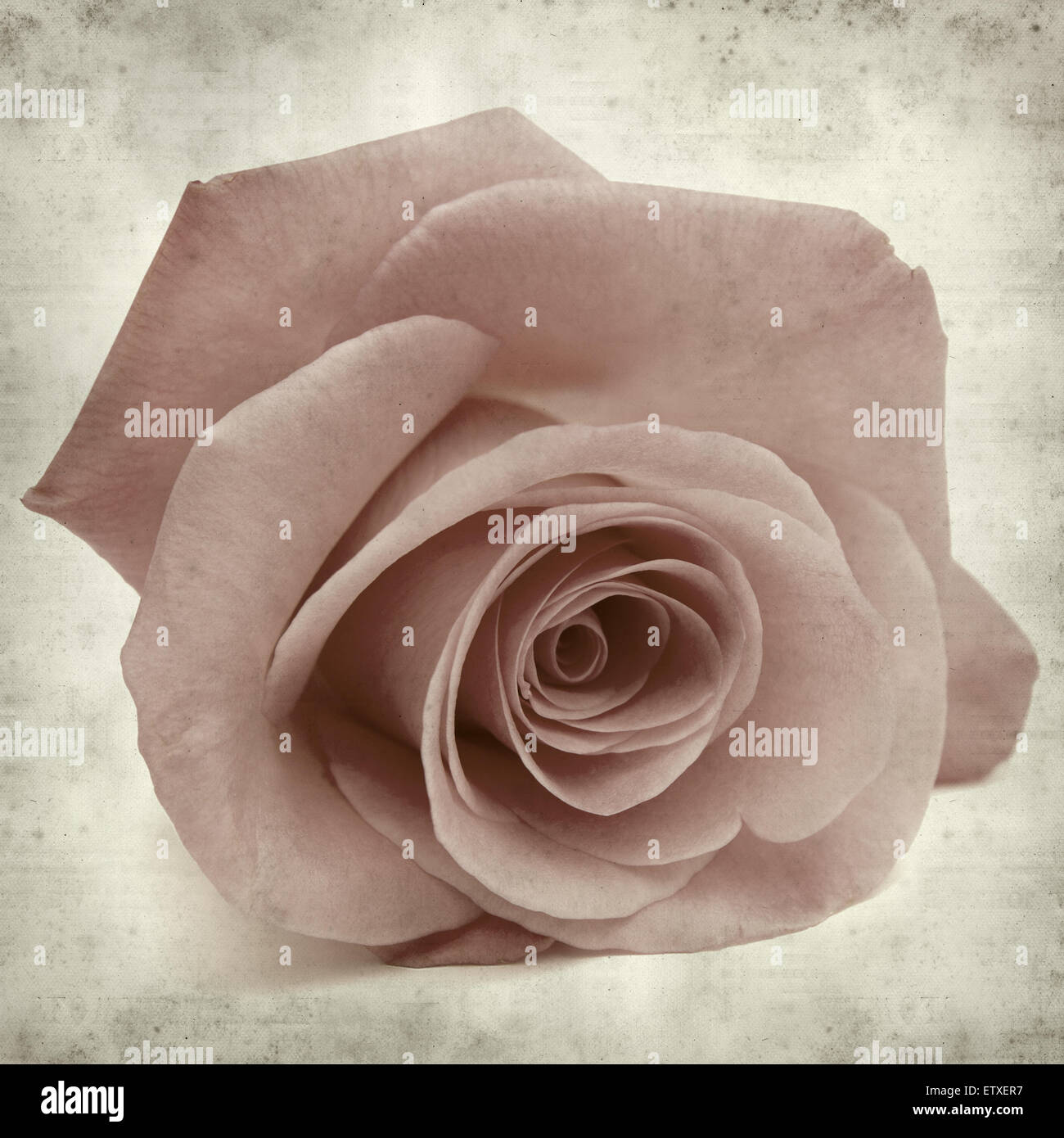 textured old paper background with pale pink rose Stock Photo - Alamy