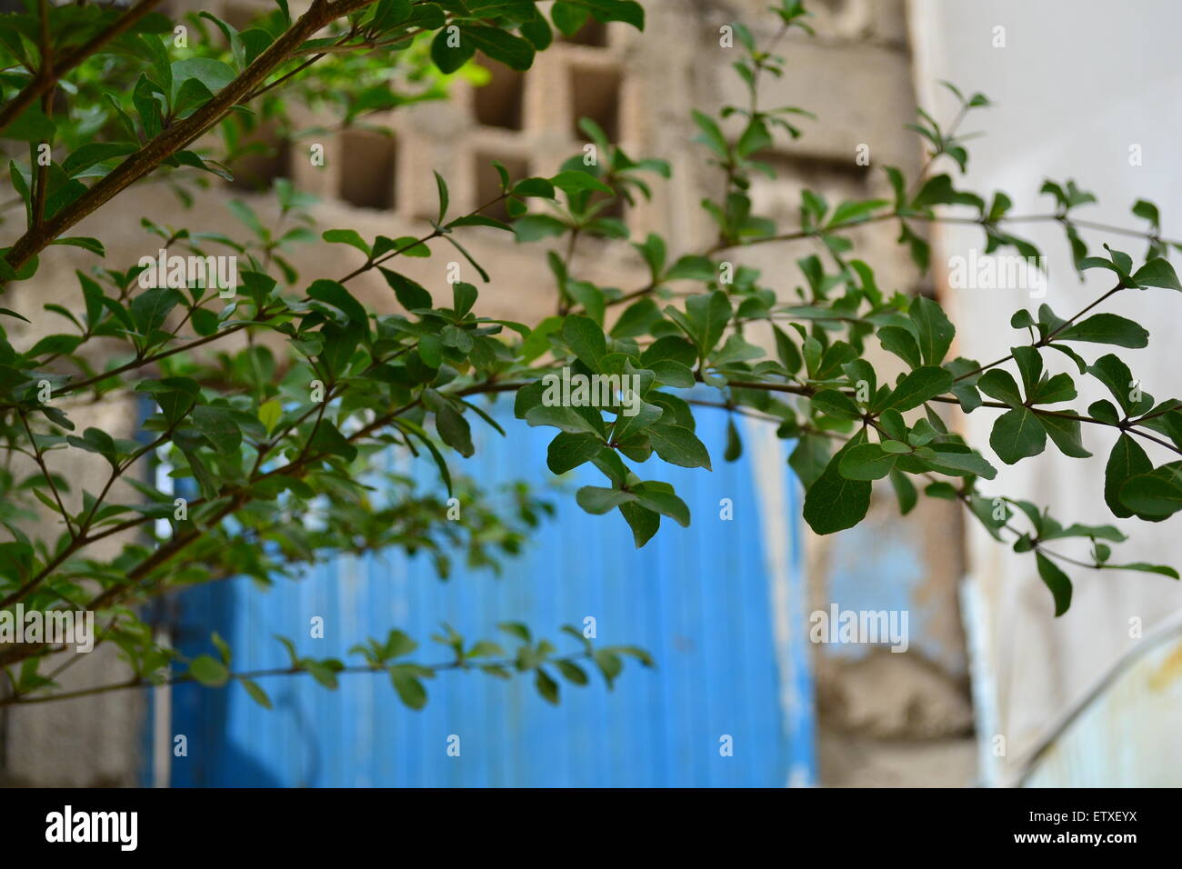 Tree few leaves hi-res stock photography and images - Alamy