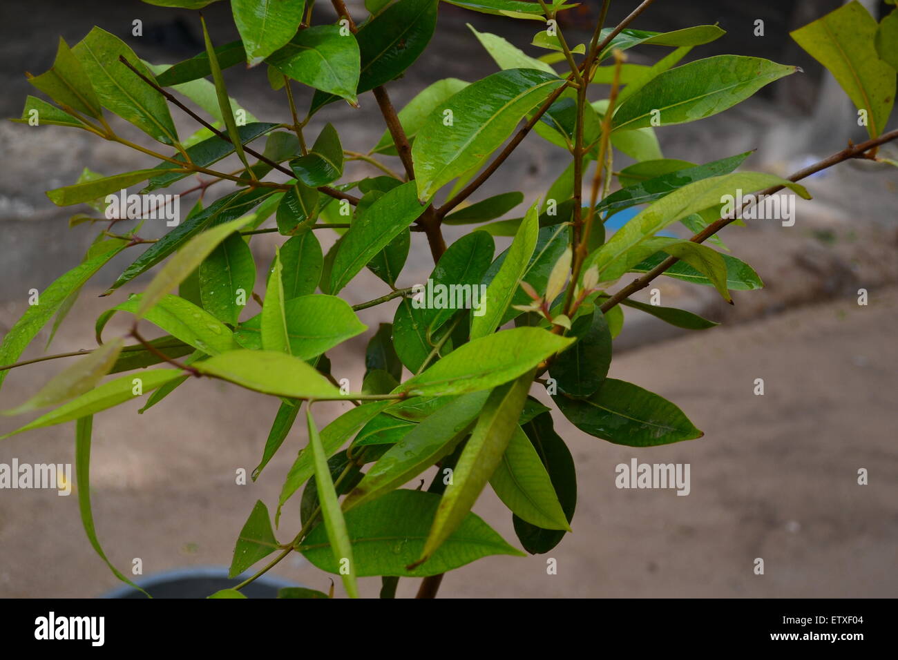 Germination tree hi-res stock photography and images - Alamy