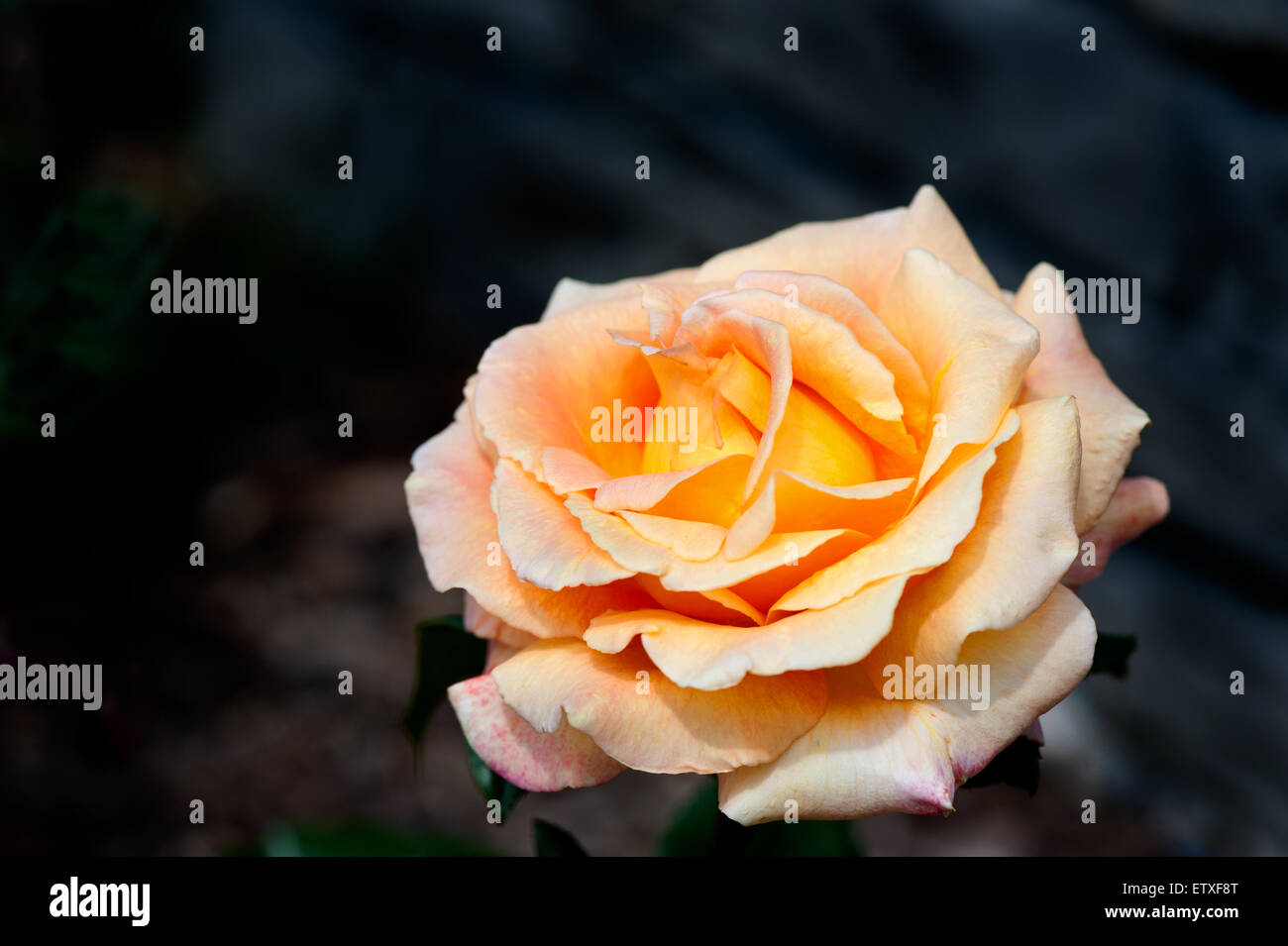 Cream roses hi-res stock photography and images - Alamy