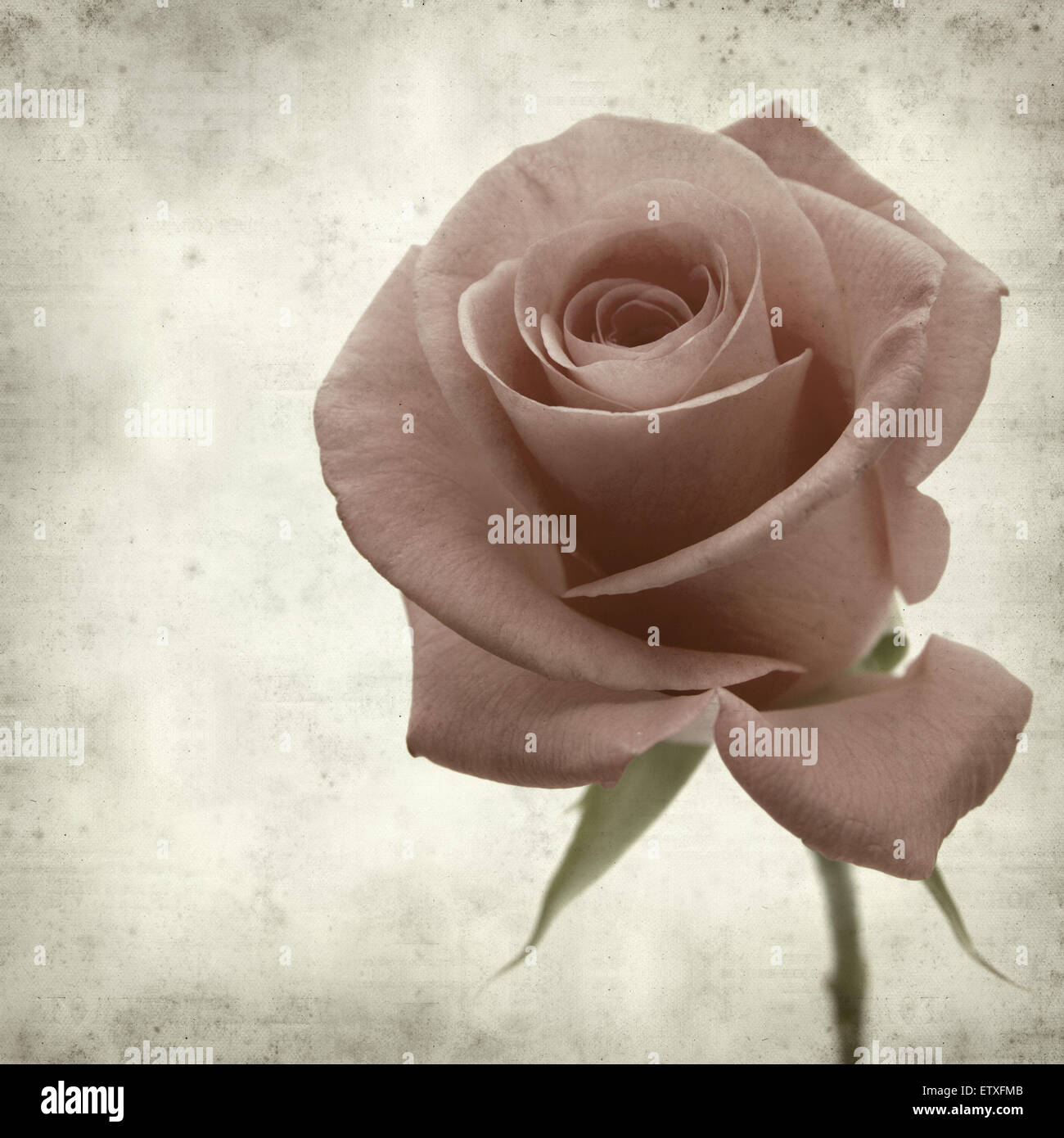 textured old paper background with pale pink rose Stock Photo - Alamy