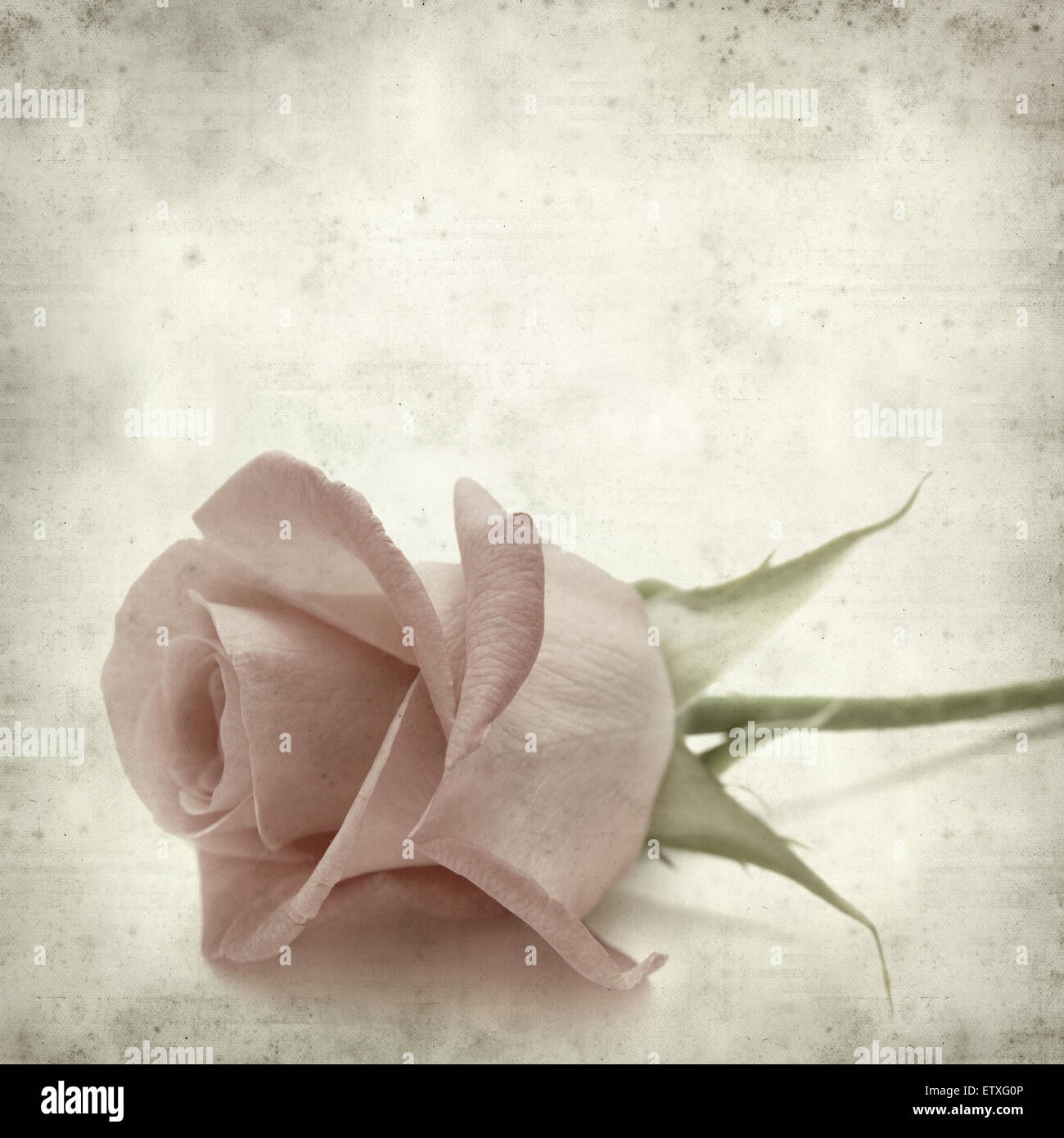 textured old paper background with pale pink rose Stock Photo - Alamy