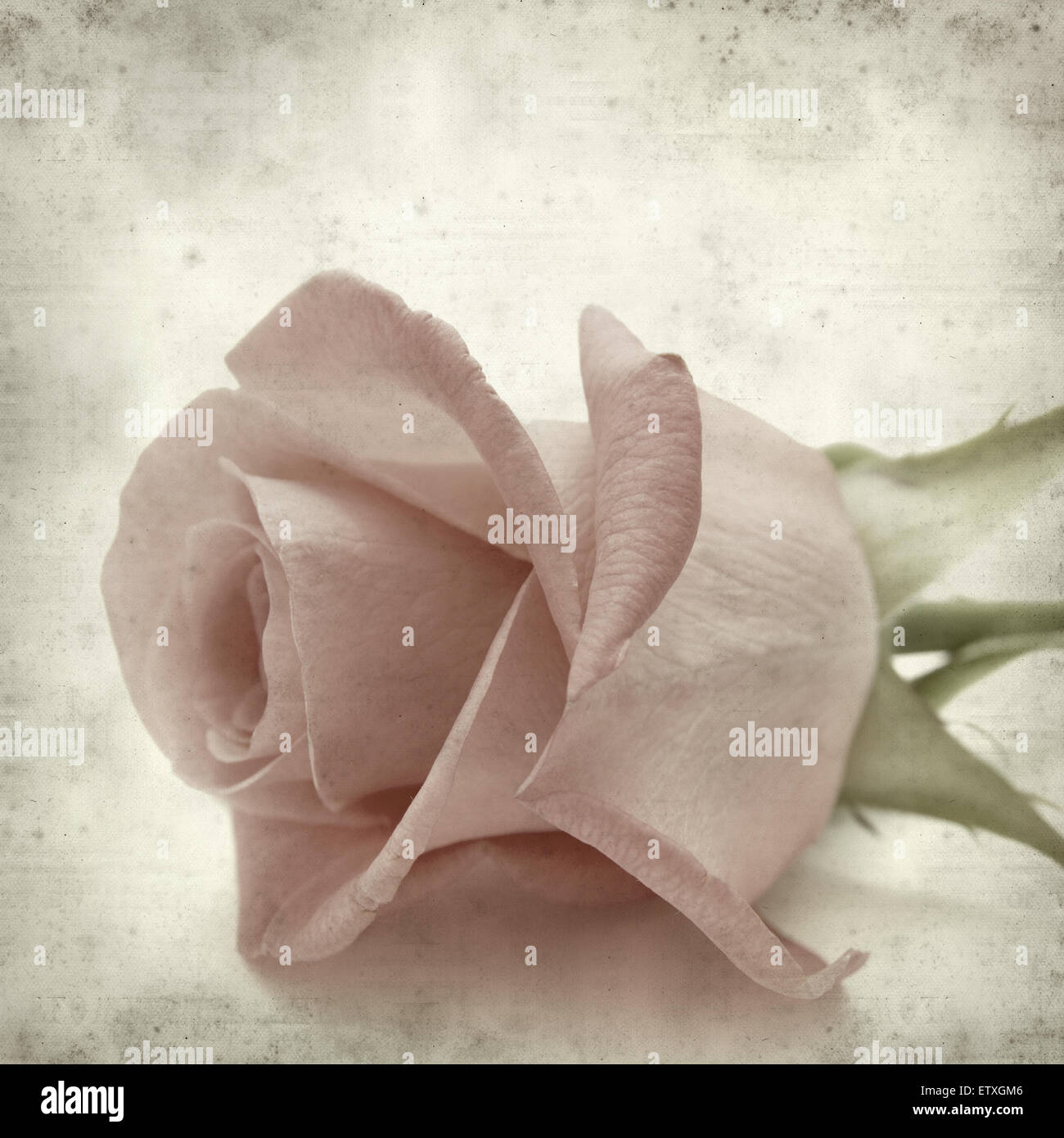 textured old paper background with pale pink rose Stock Photo - Alamy
