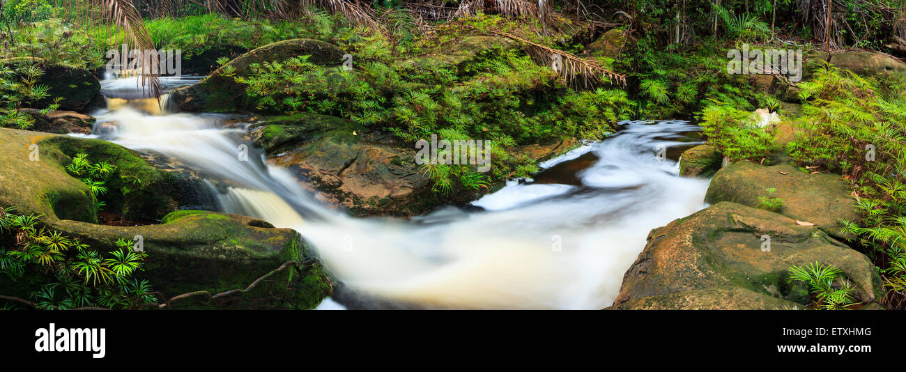 Small stream in rainforest panorama Stock Photo - Alamy