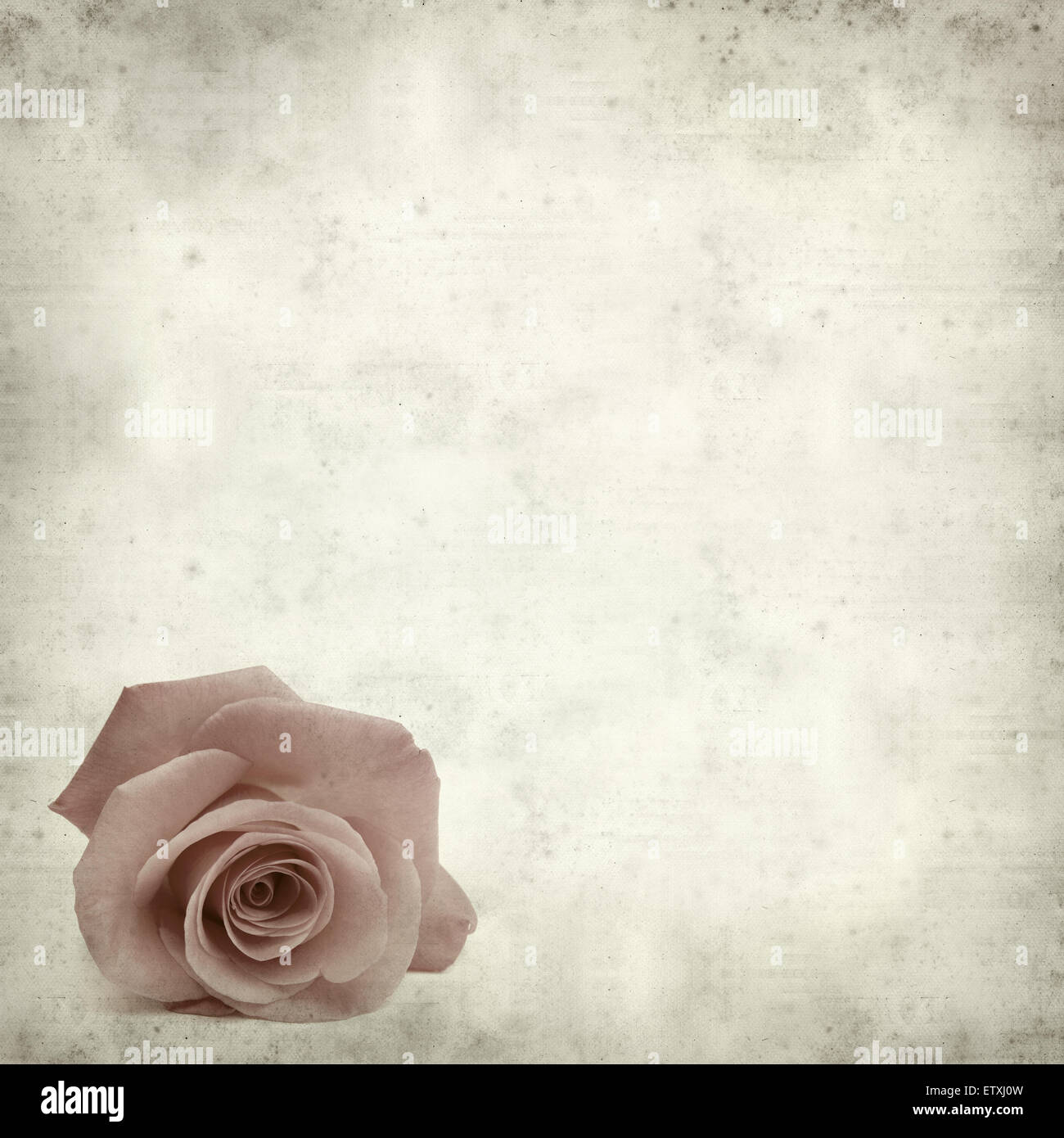 textured old paper background with pale pink rose Stock Photo - Alamy