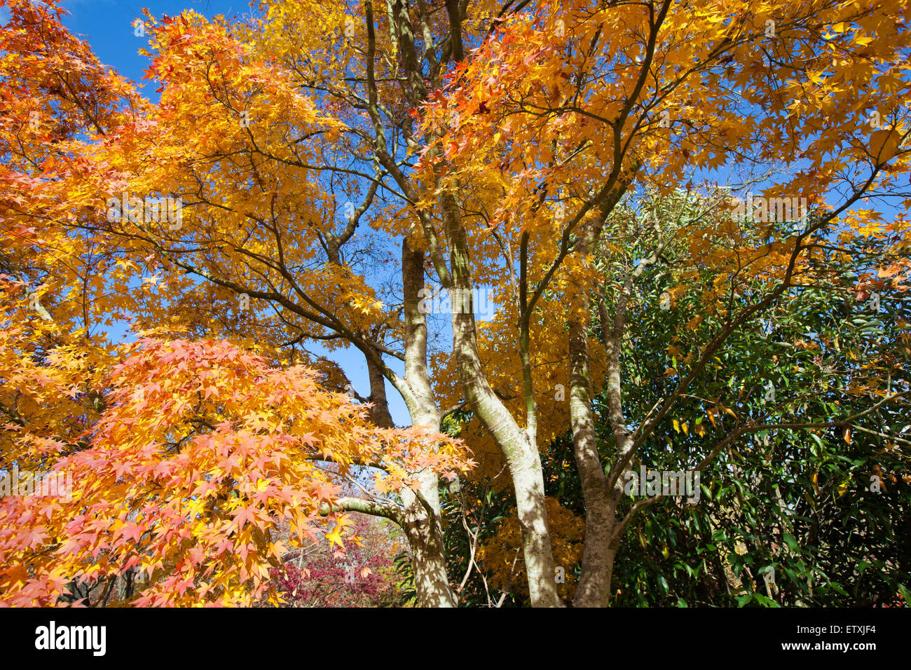 Beautiful golden maple trees in fall, Victoria, Australia Stock Photo ...