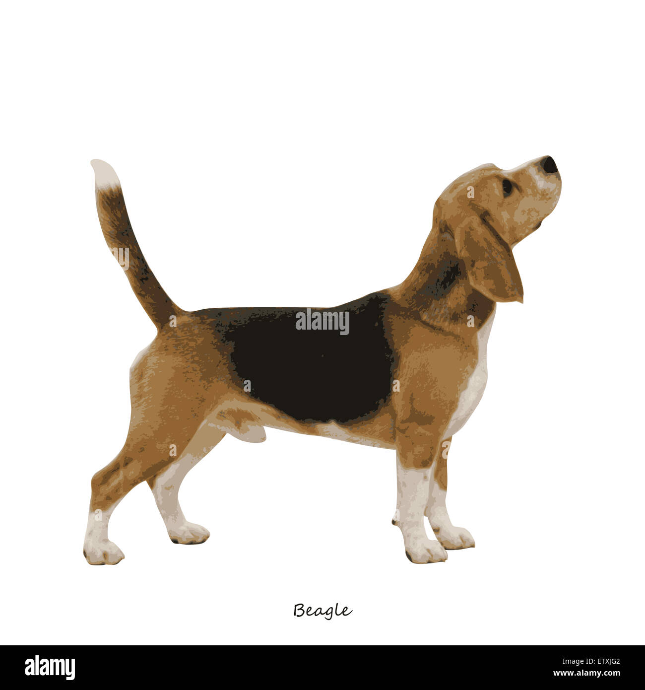 Beagle outline hi-res stock photography and images - Alamy