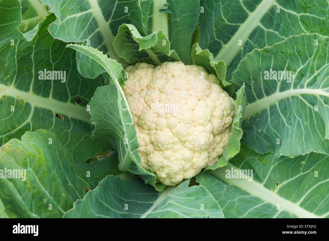 Cauliflower plants uk hi-res stock photography and images - Alamy