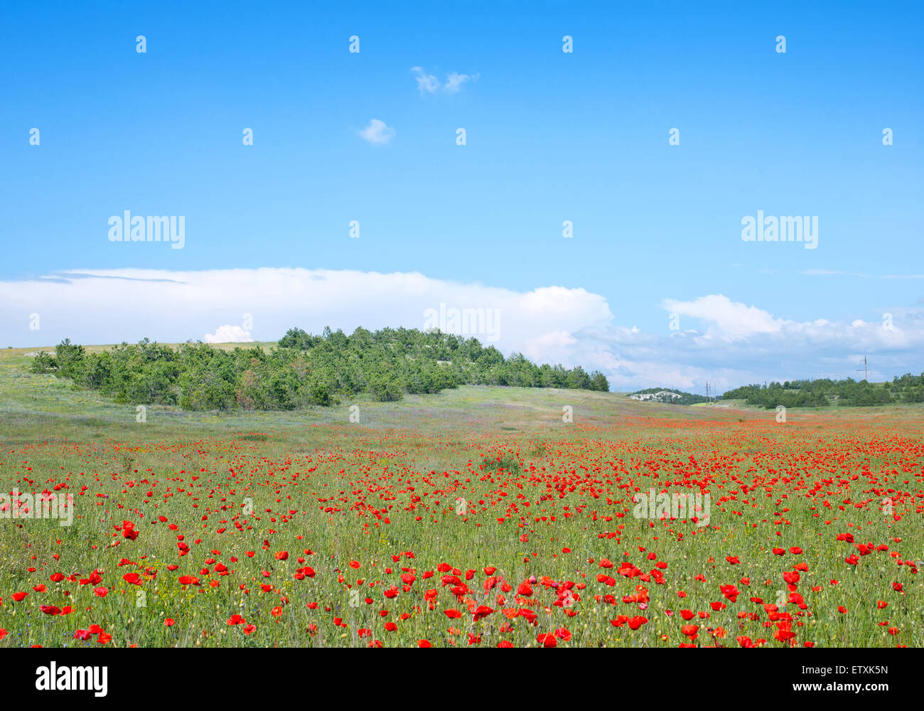 poppy field and blue sky in Crimea Stock Photo - Alamy