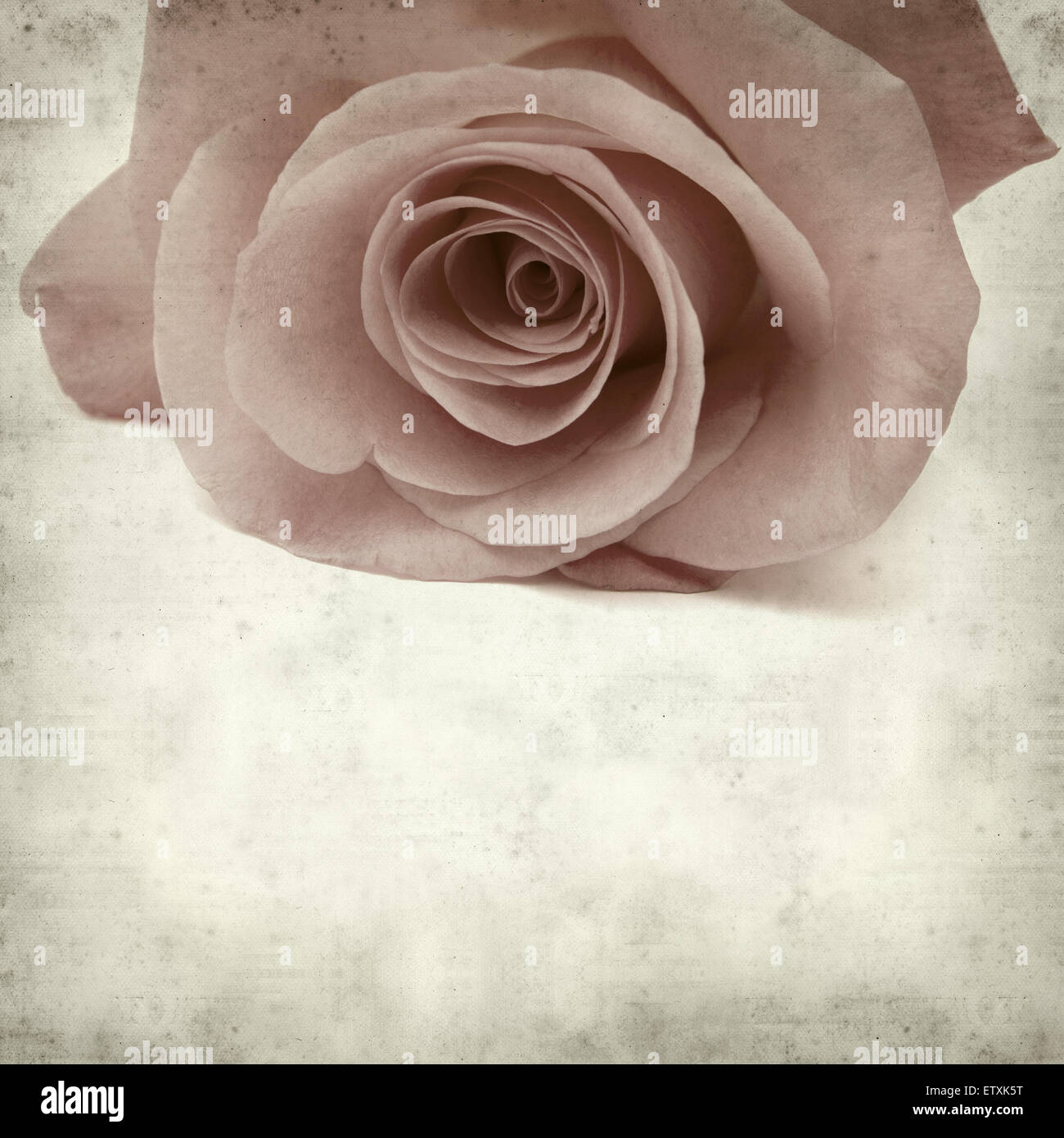 textured old paper background with pale pink rose Stock Photo - Alamy