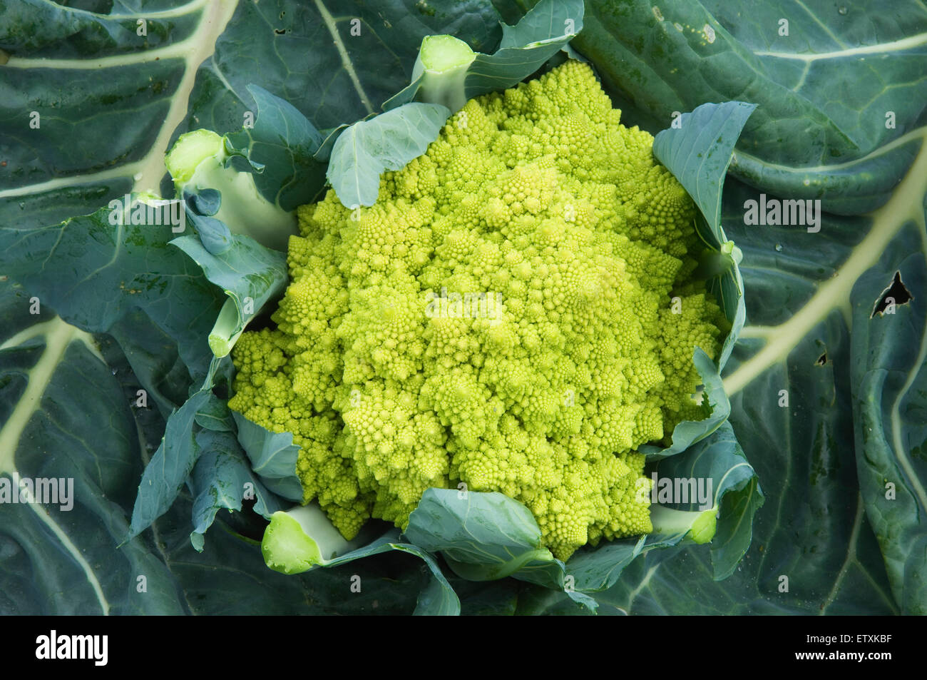Close up of Romanescu Broccoli showing fractal patterns Stock Photo - Alamy