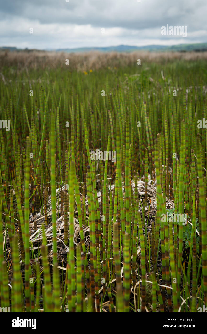 Water horsetail (Equisetum fluviatile), or swamp horsetail, Cors Caron ...