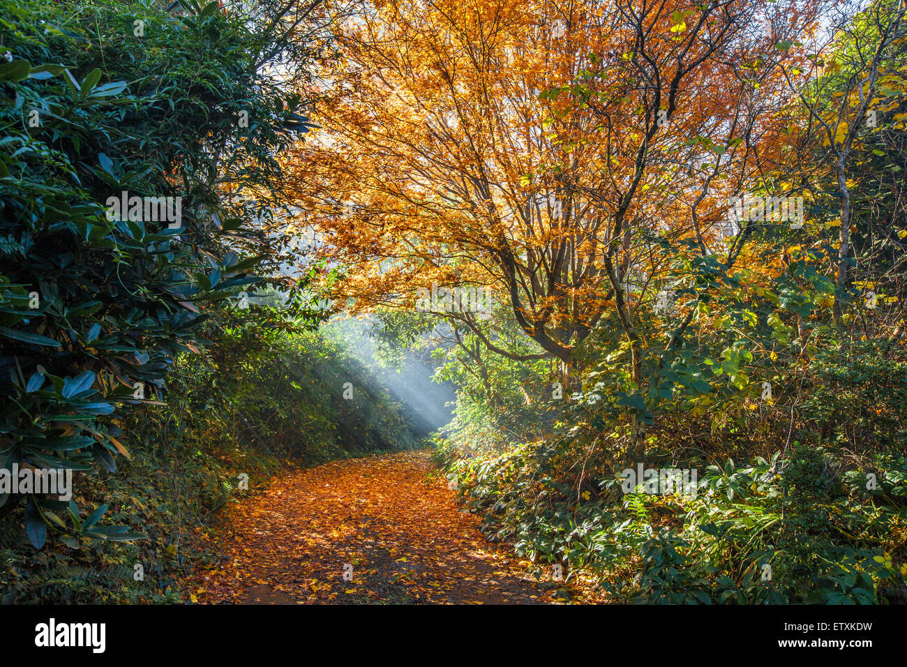Beautiful sun rays falling on a golden footpath. Fall moody image Stock ...