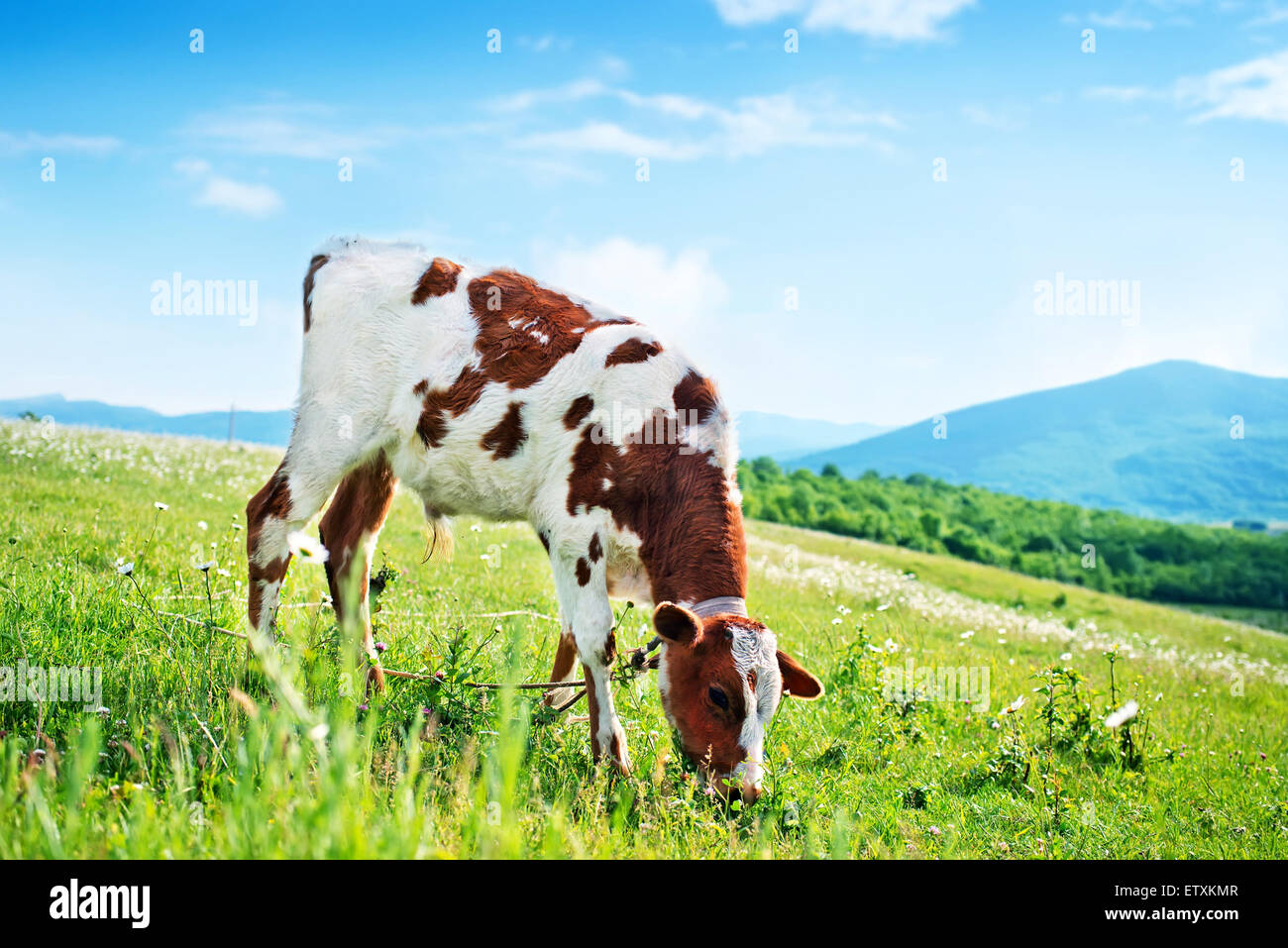 Cow in the field, spring landscape of Crimea Stock Photo - Alamy