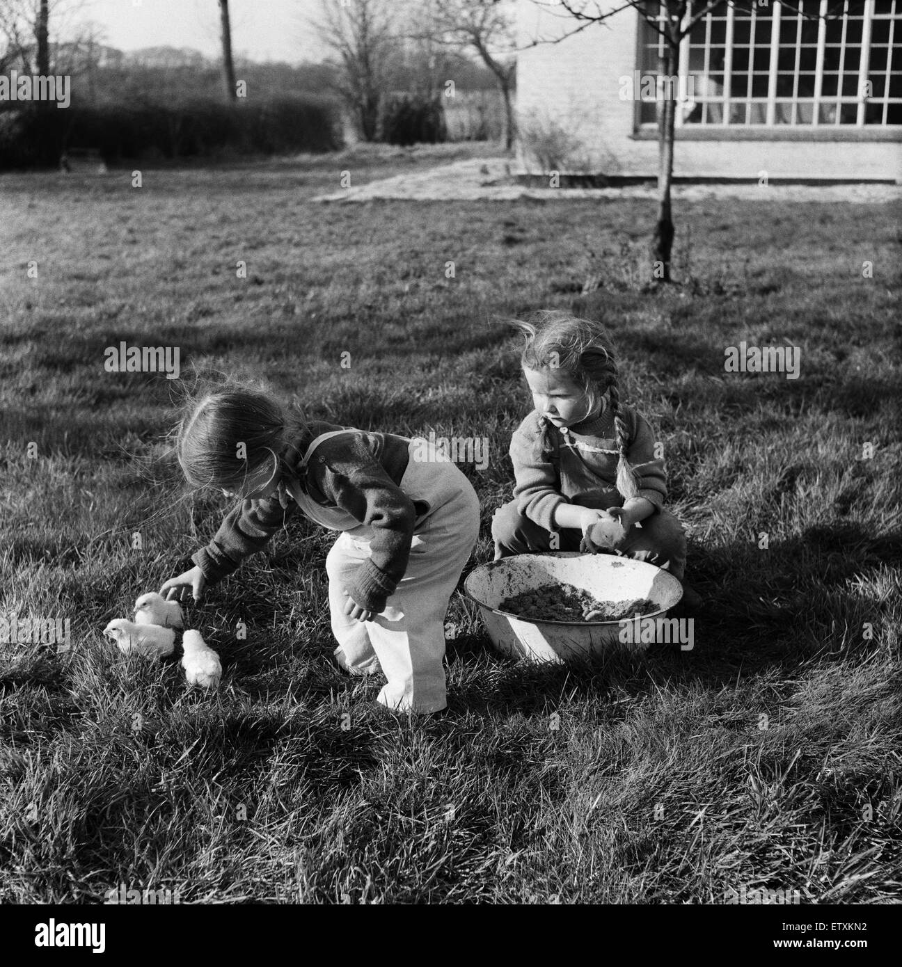 Sisters Mary (left) and Ann Weller playing with baby chicks at Downley ...