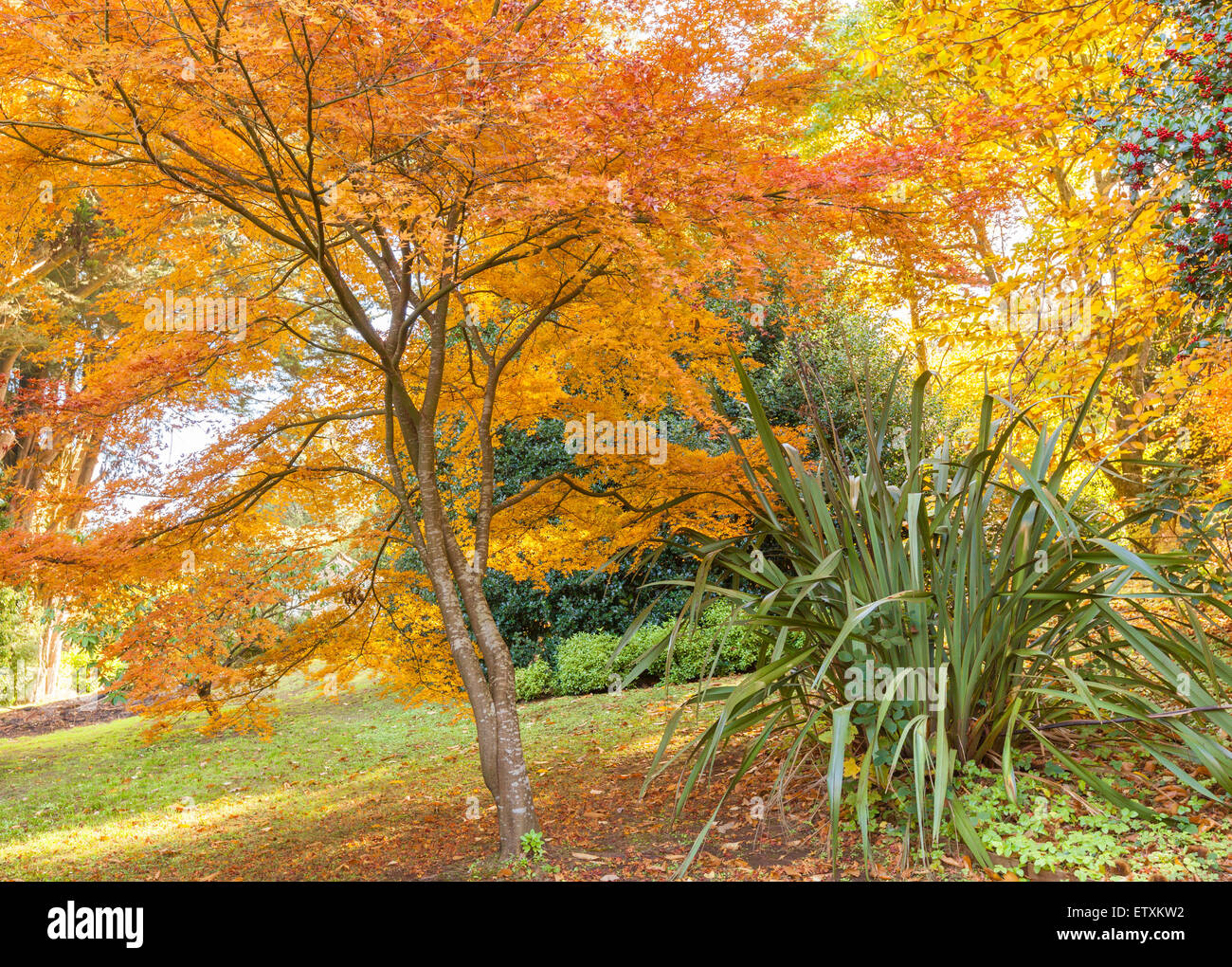 Golden fragile maple tree in a garden, Melbourne, Australia Stock Photo ...